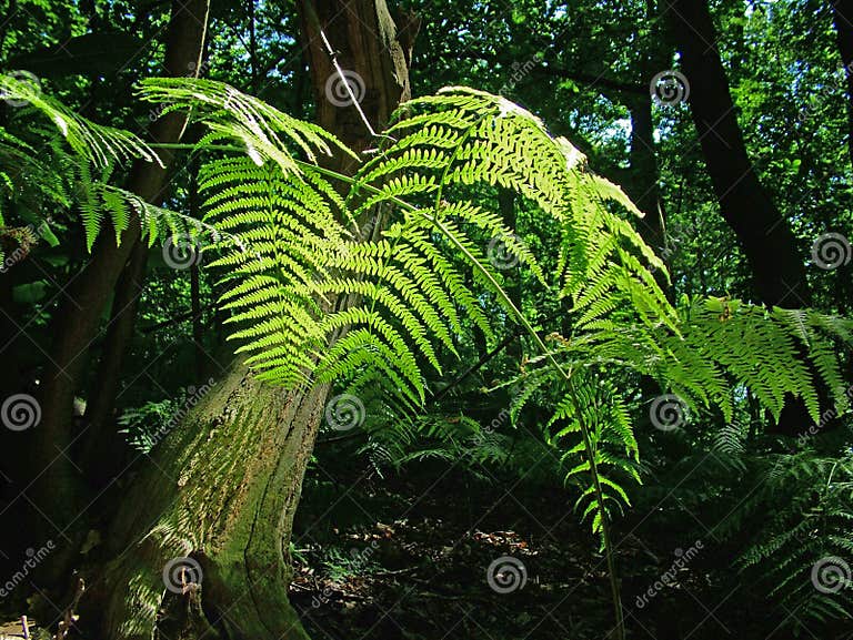Blakes Bracken stock photo. Image of woodland, light, trees - 8051676