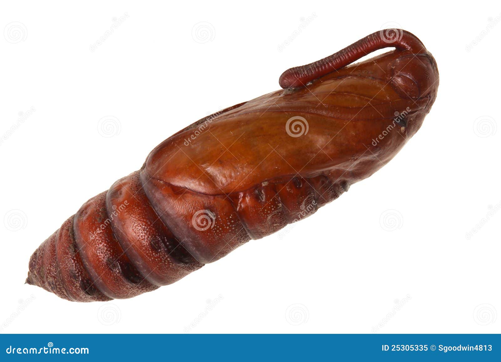 Blanc D'aginst De Chrysalides Ou De Chrysalide De Mite Image stock ...