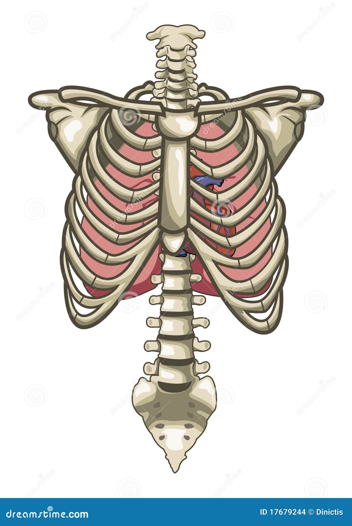 Blanc D'isolement Par Squelette Humain De Torse D'anatomie Illustration ... Blanc D'isolement Par Squelette Humain De Torse D'anatomie Illustration ...