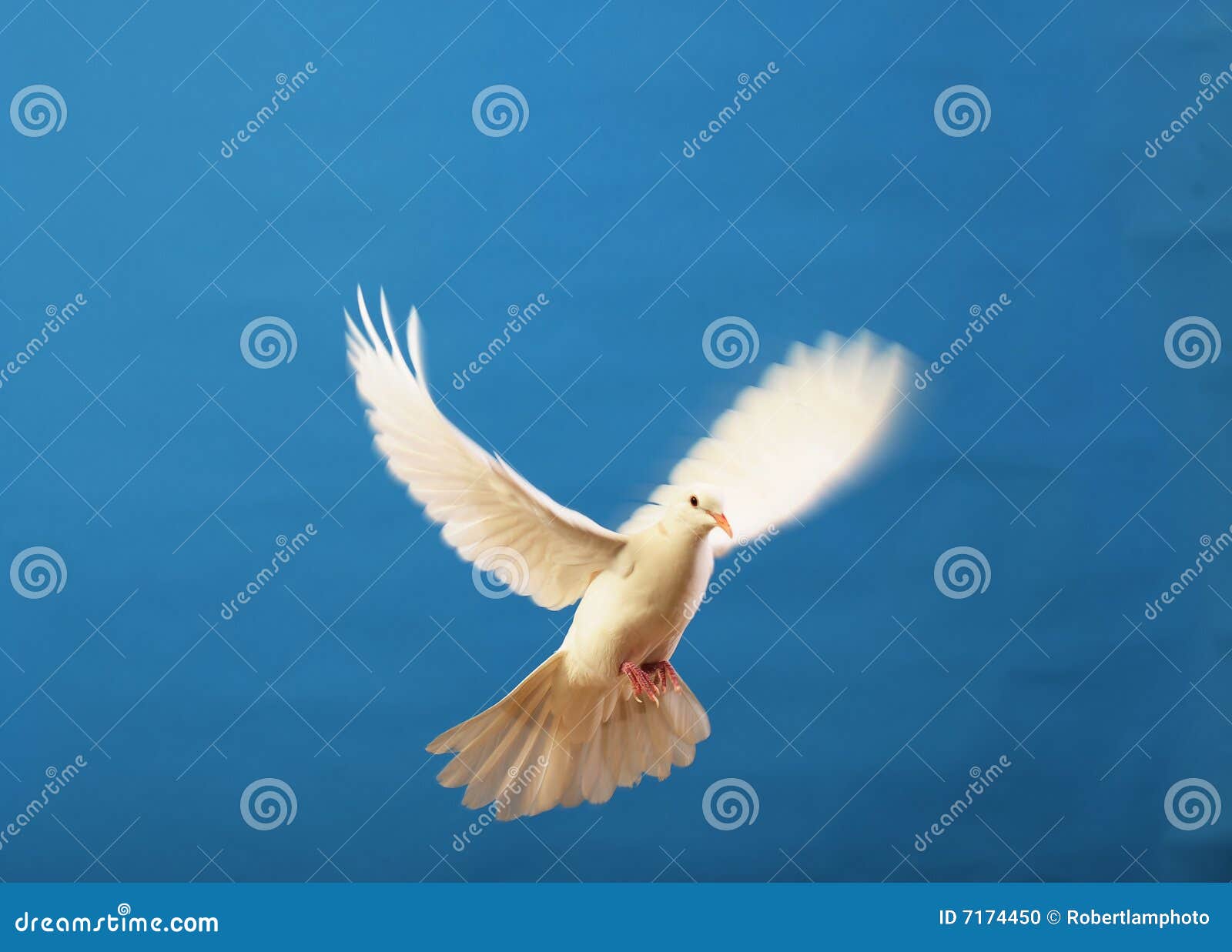 Blanc D'isolement Par Vol Bleu De Colombe Photo stock - Image du pureté ...