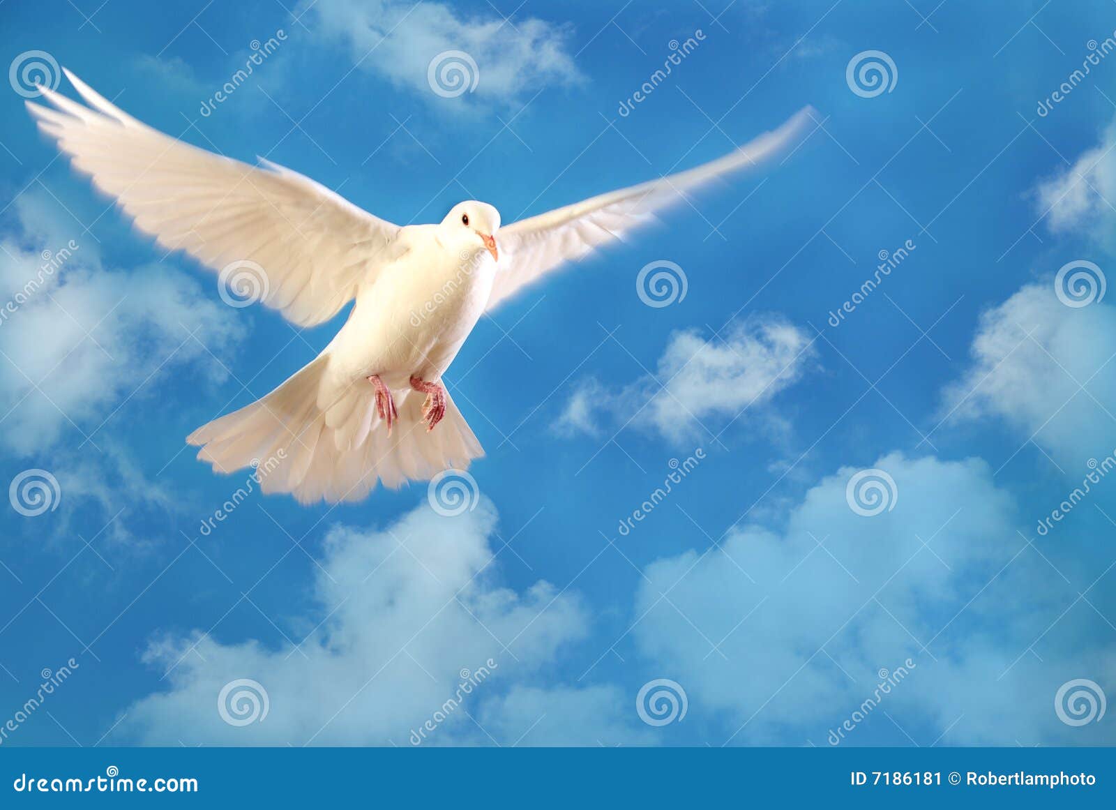 Blanc D'isolement Par Vol Bleu De Colombe Image stock - Image du ...