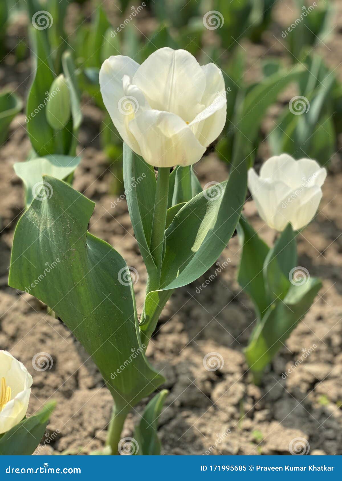 Blanc de tulipe image stock. Image du beau, tulipe, blanc - 171995685