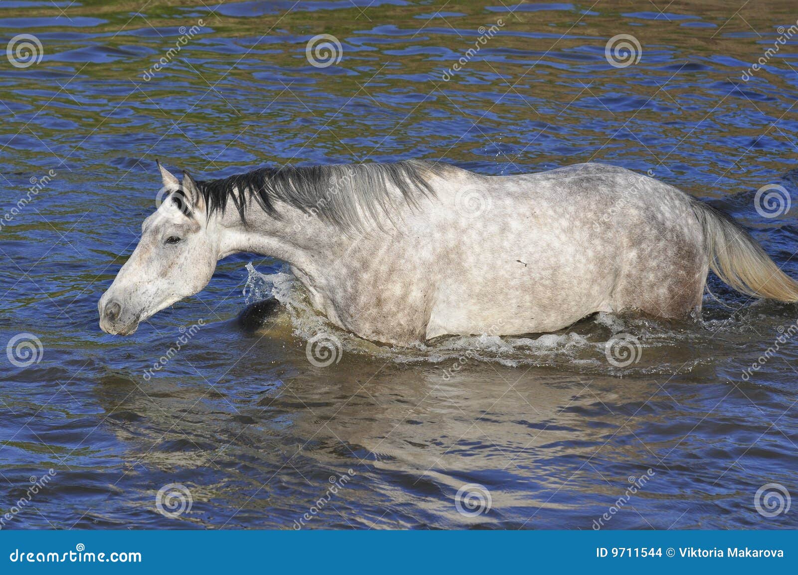 Blanc En Travers De L'eau De Bain De Fleuve De Cheval Photo stock ...