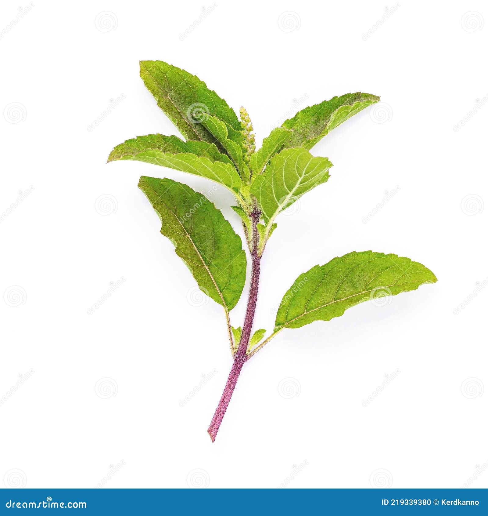 Fresh Holy Basil Plant Side View In A Flower Pot In Delhi Royalty-Free ...