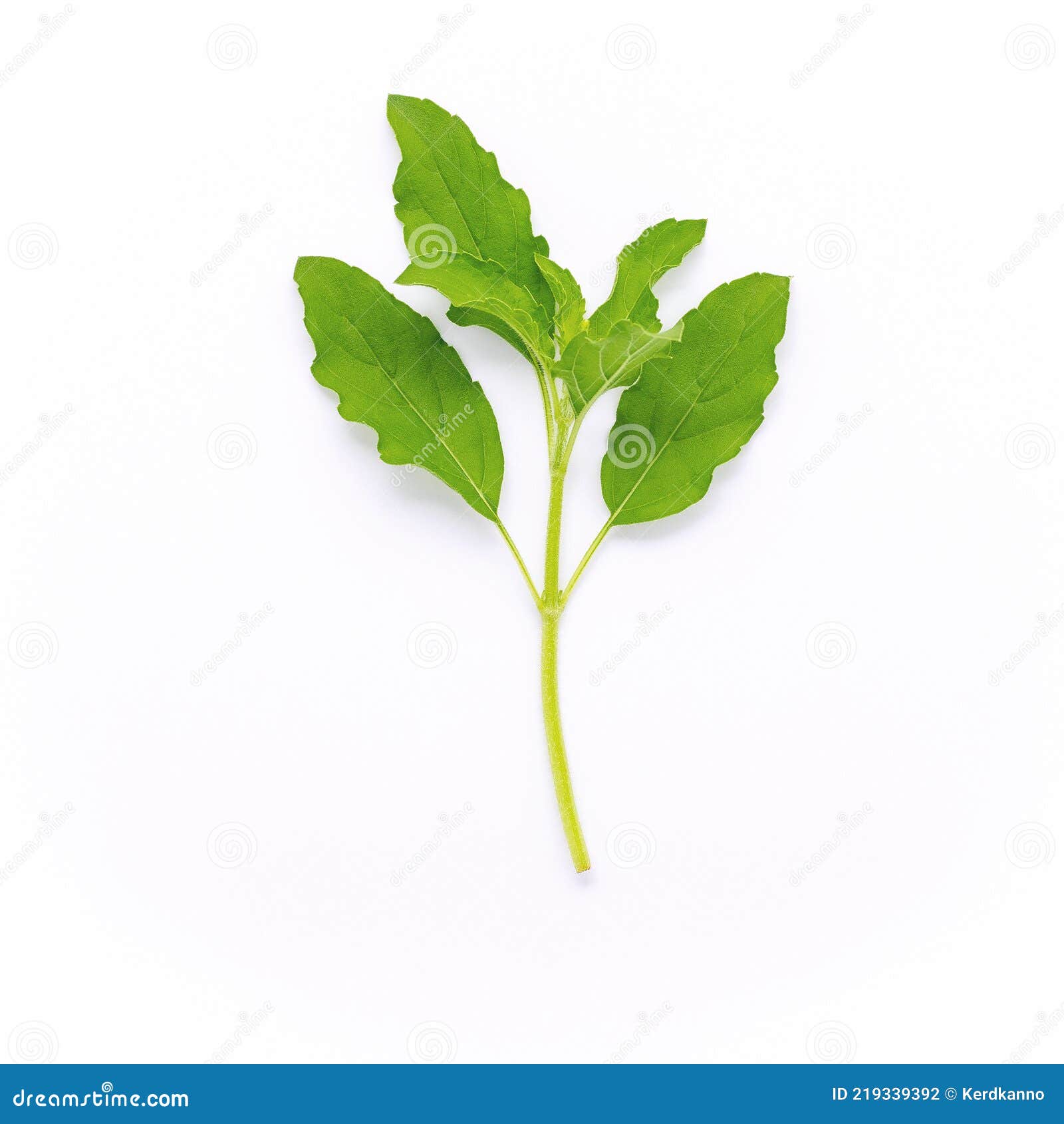 Fresh Holy Basil Plant Side View In A Flower Pot In Delhi Royalty-Free ...