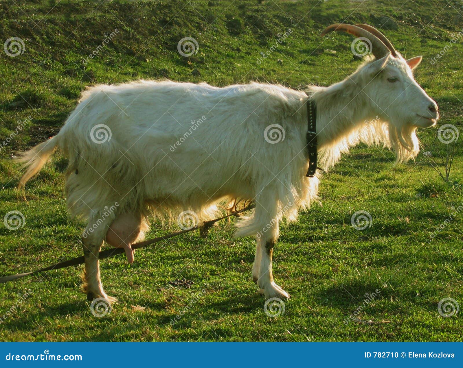 Blanching nanny goat 7 stock photo. Image of sawhorse, green - 782710