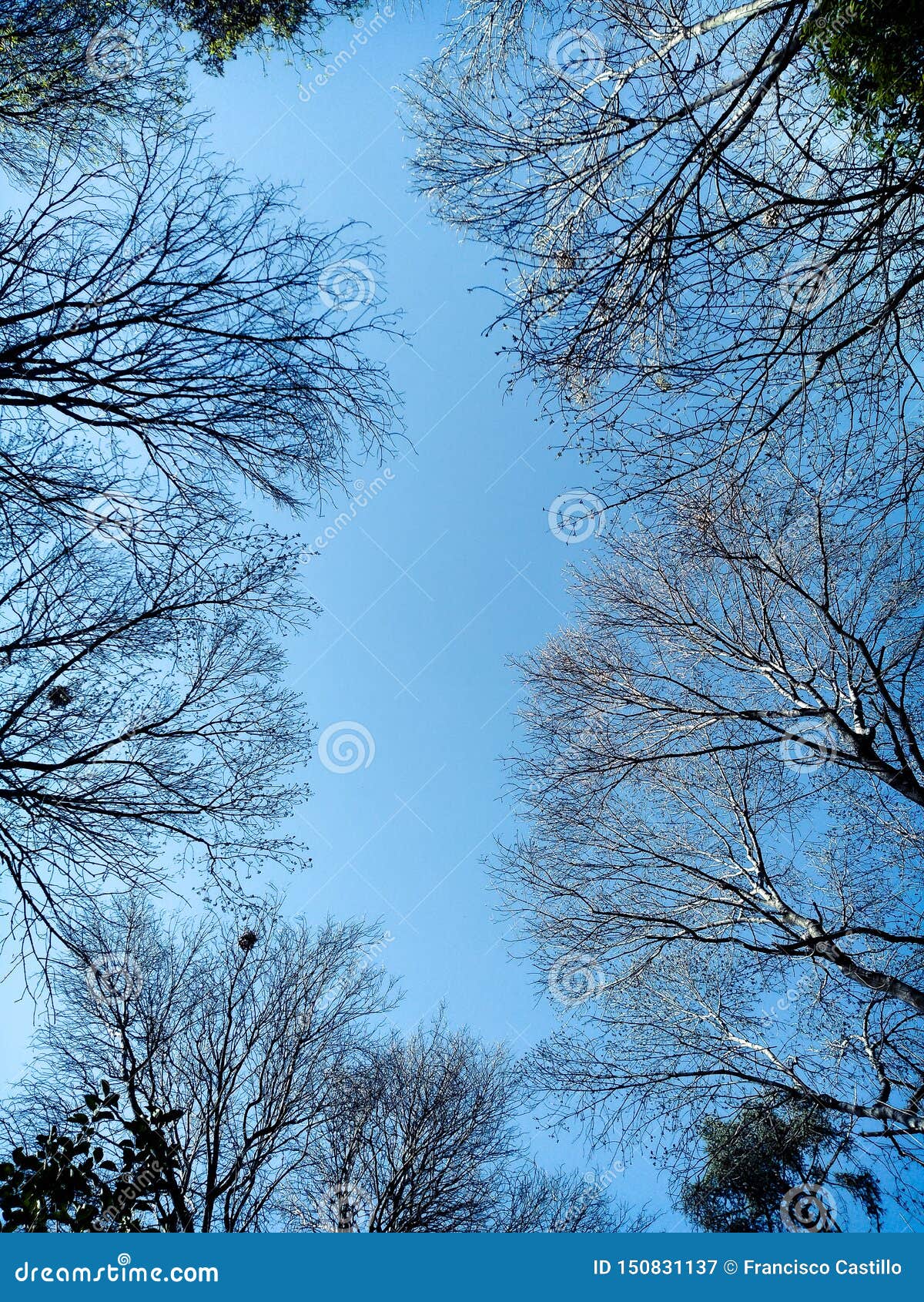 Blanck Space between Bare Trees Bottom Shoot Stock Image - Image of ...