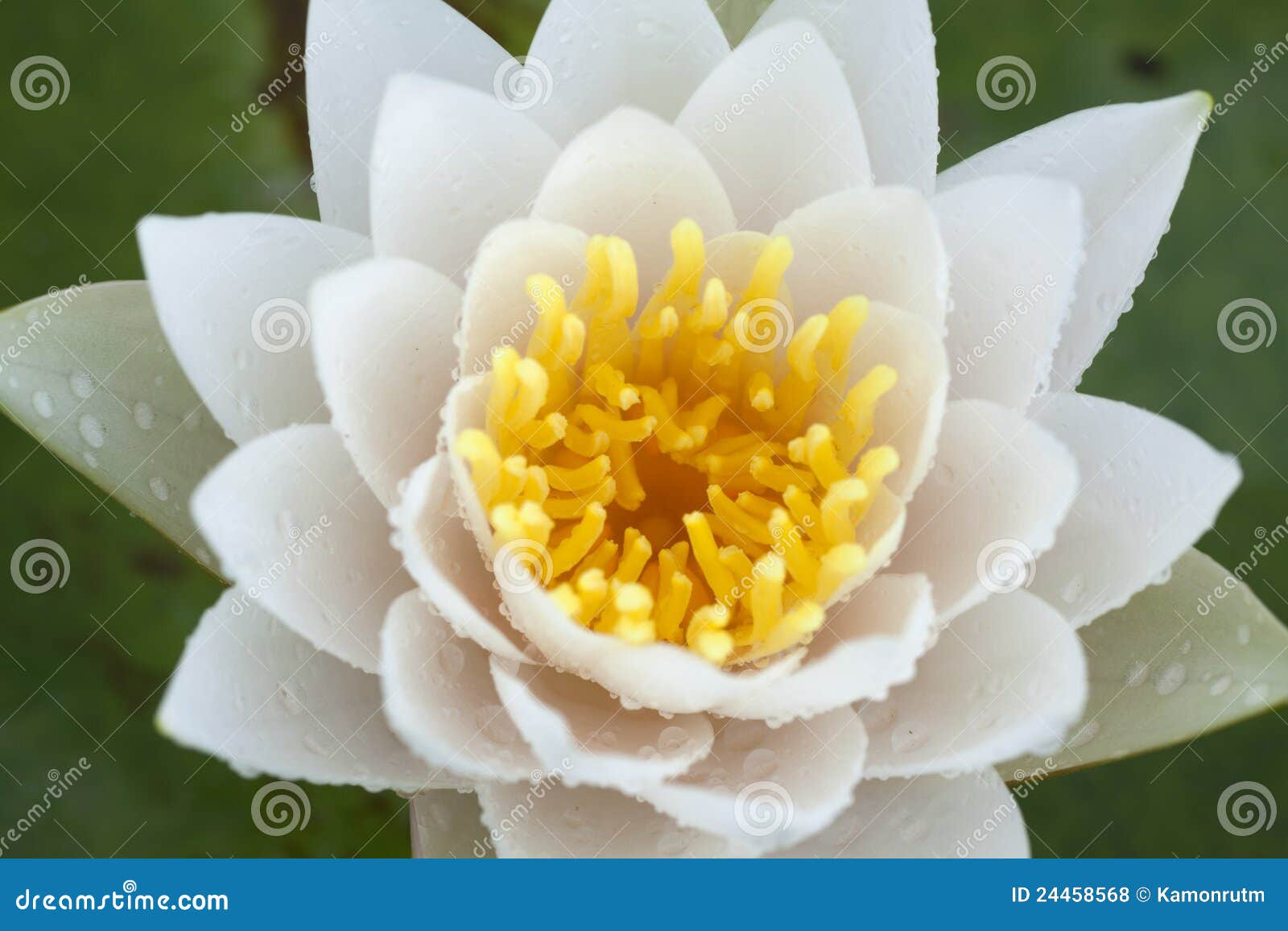Blanco del color del loto foto de archivo. Imagen de loto - 24458568