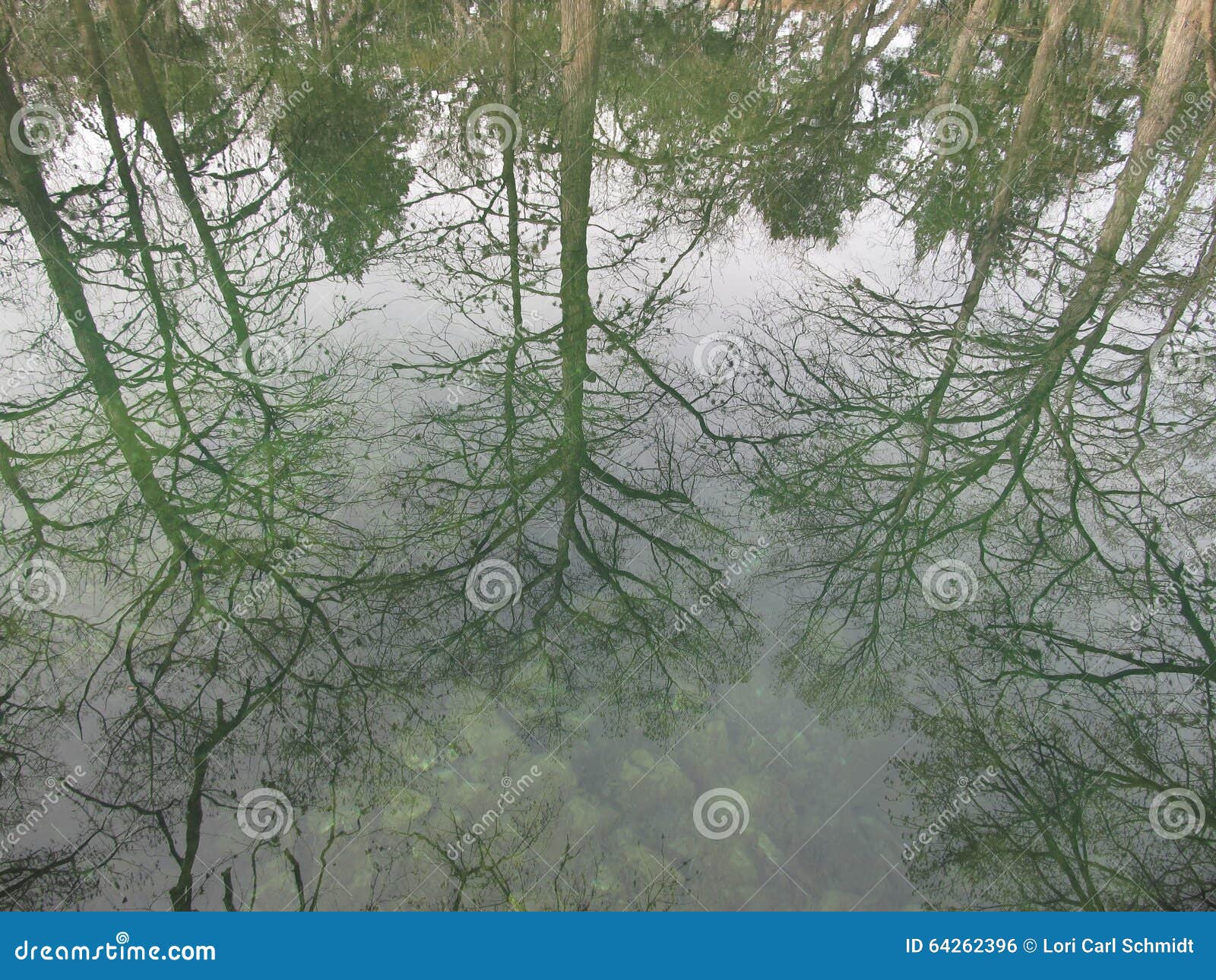 Blanco River Tree Reflection Stock Photo - Image of nature, blanco ...