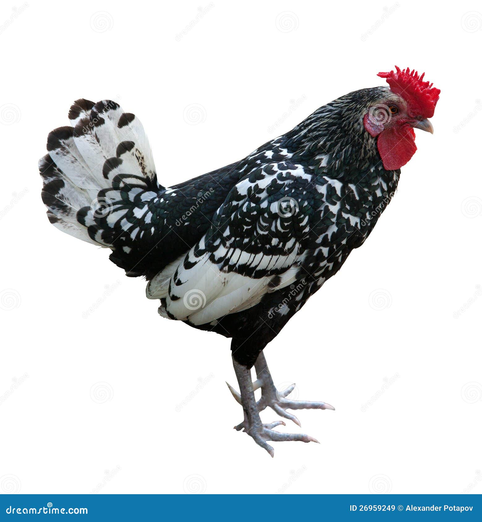 Blanco Y Gallo Aislado Negro Imagen de archivo - Imagen de imagen ...