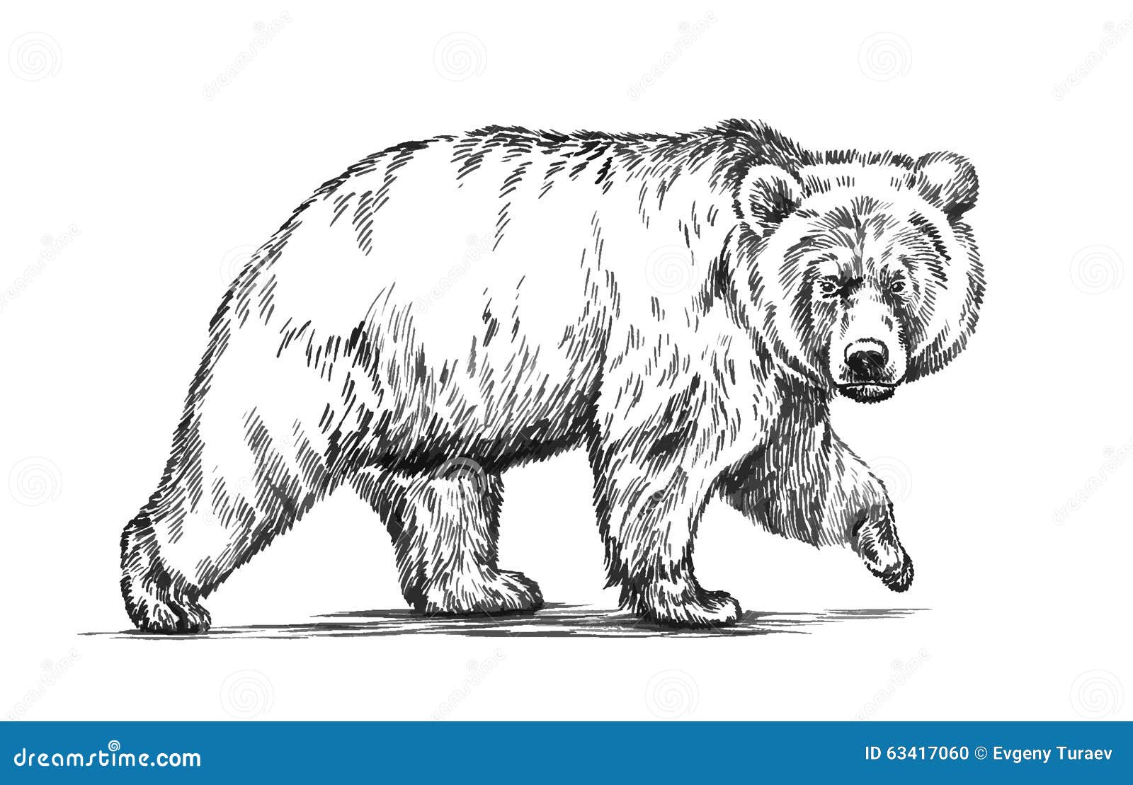 Blanco Y Negro Grabe El Oso Aislado Del Vector Ilustración del Vector ...