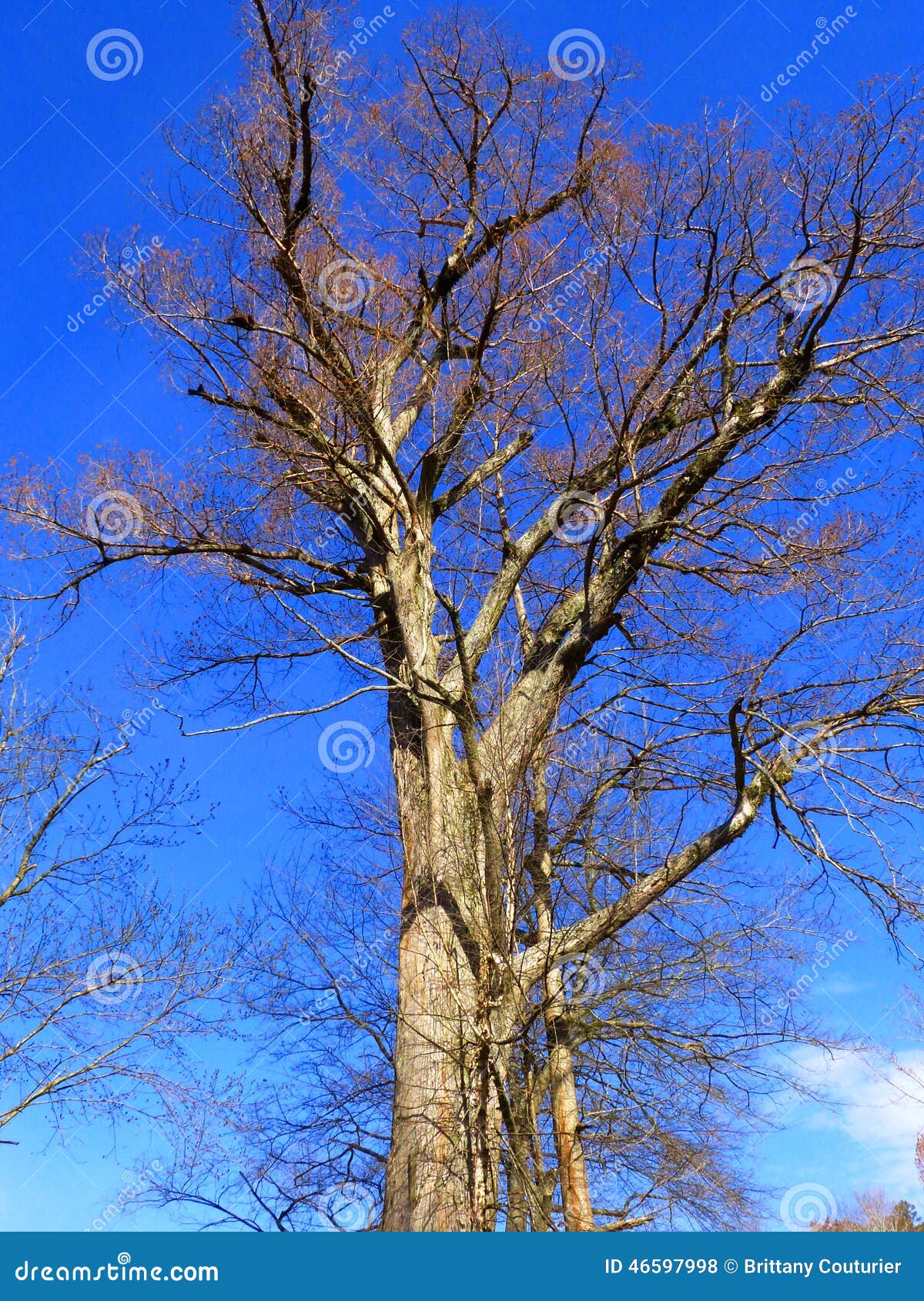 Bland Tree on Bluest Sky stock photo. Image of season - 46597998