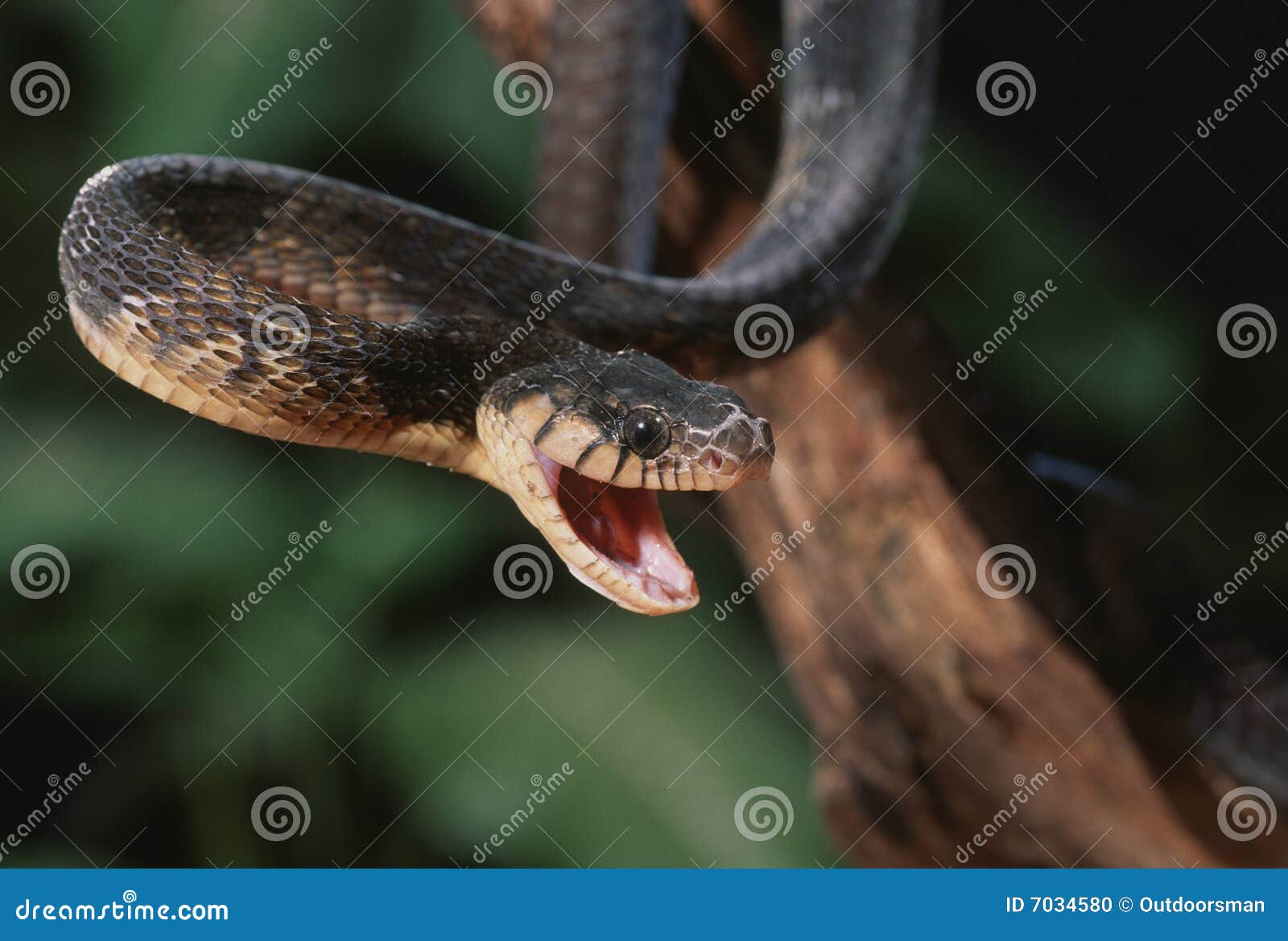 Blandings tree snake stock photo. Image of mouth, animal - 7034580