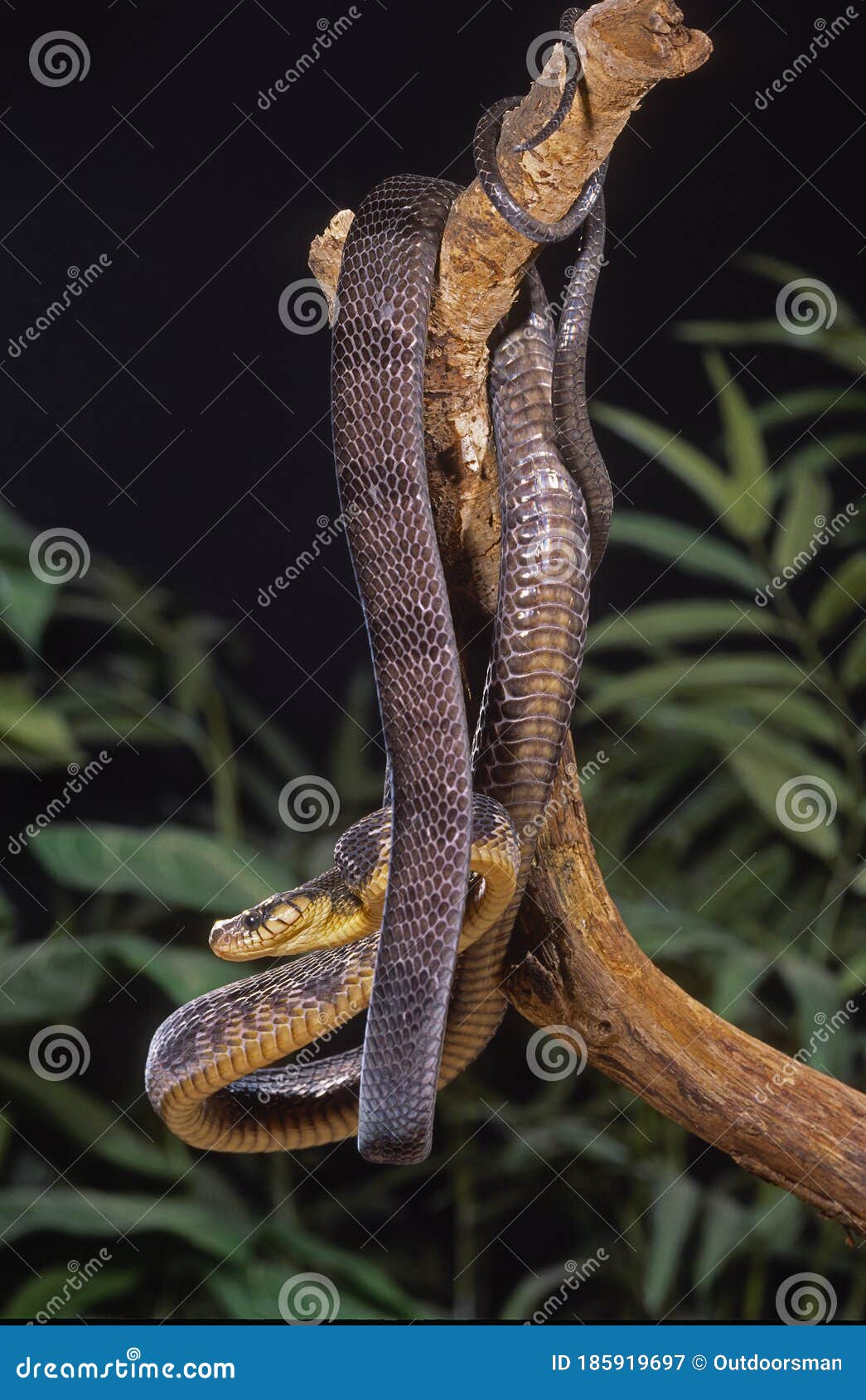 Blandings Tree Snake Coiled in Tree Stock Image - Image of nature ...
