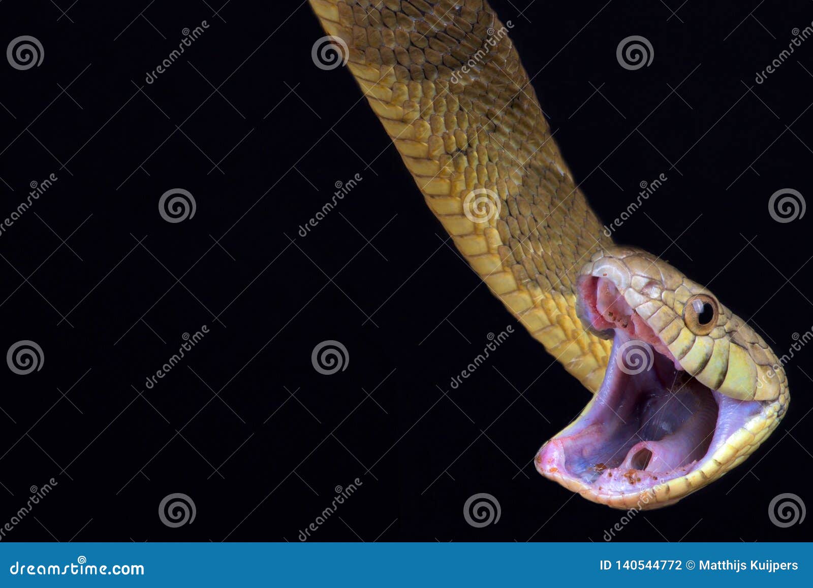Blandings Tree Snake Toxicodryas Blandingii Stock Photo - Image of ...
