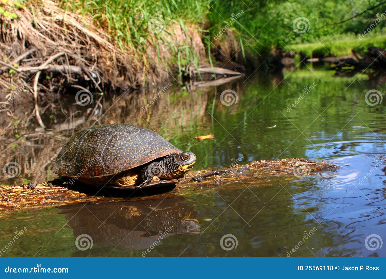 Blandings Turtle Basking on Log Stock Photo - Image of america, basking ...