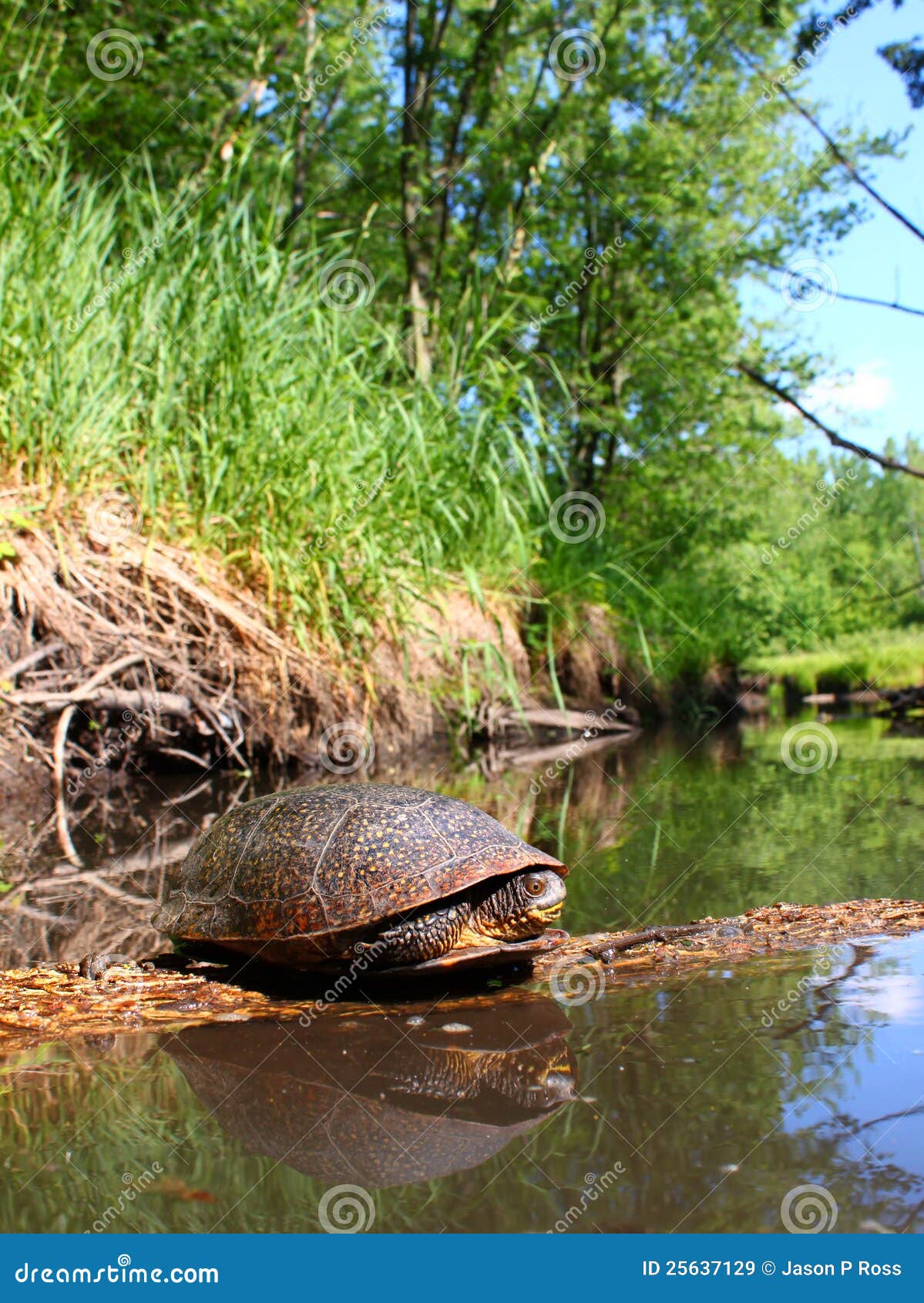 Blandings Turtle Basking on Log Stock Image - Image of creature ...