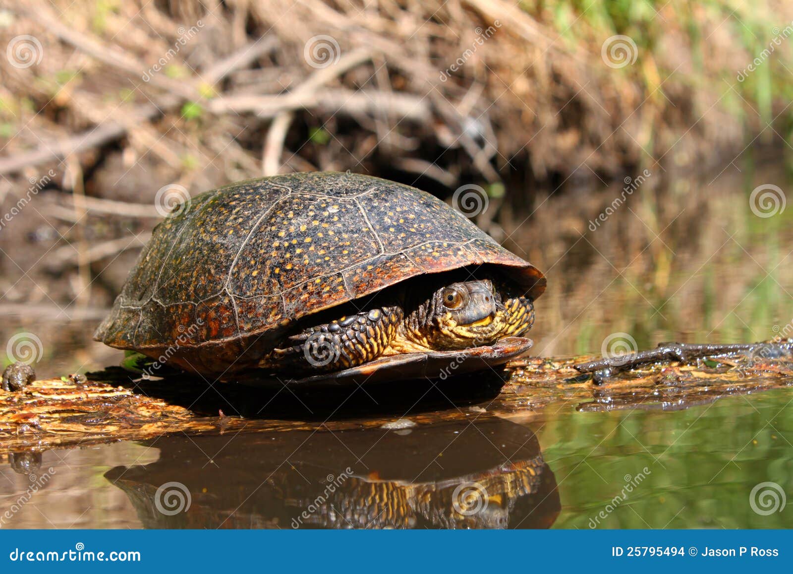 Blandings Turtle Basking on Log Stock Photo - Image of environment ...