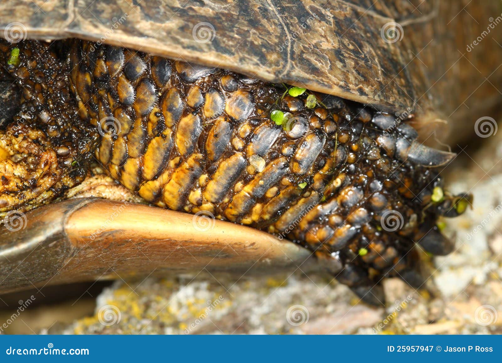 Blandings Turtle Leg stock image. Image of environmental - 25957947
