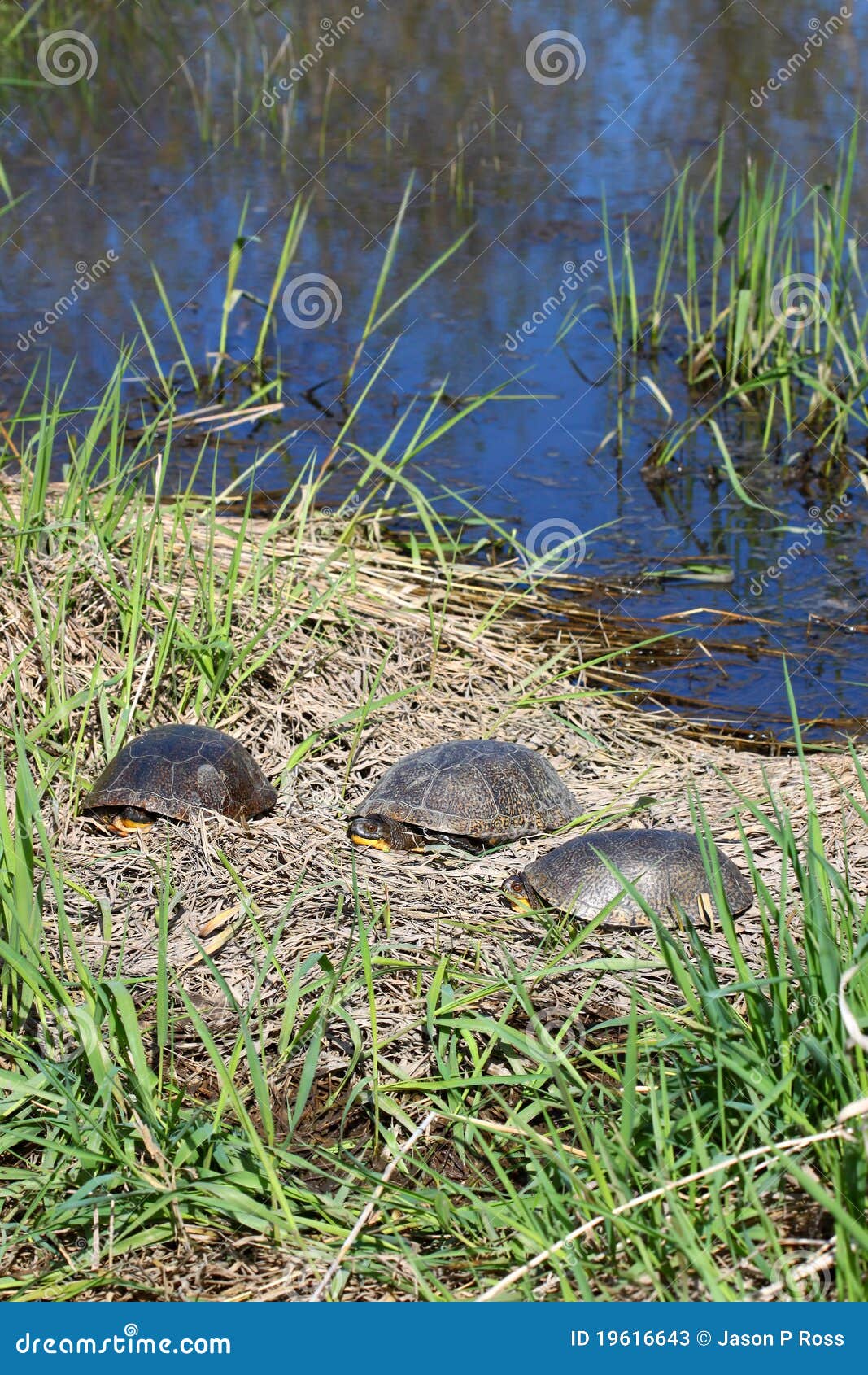 Blandings Turtles Basking stock image. Image of biology - 19616643