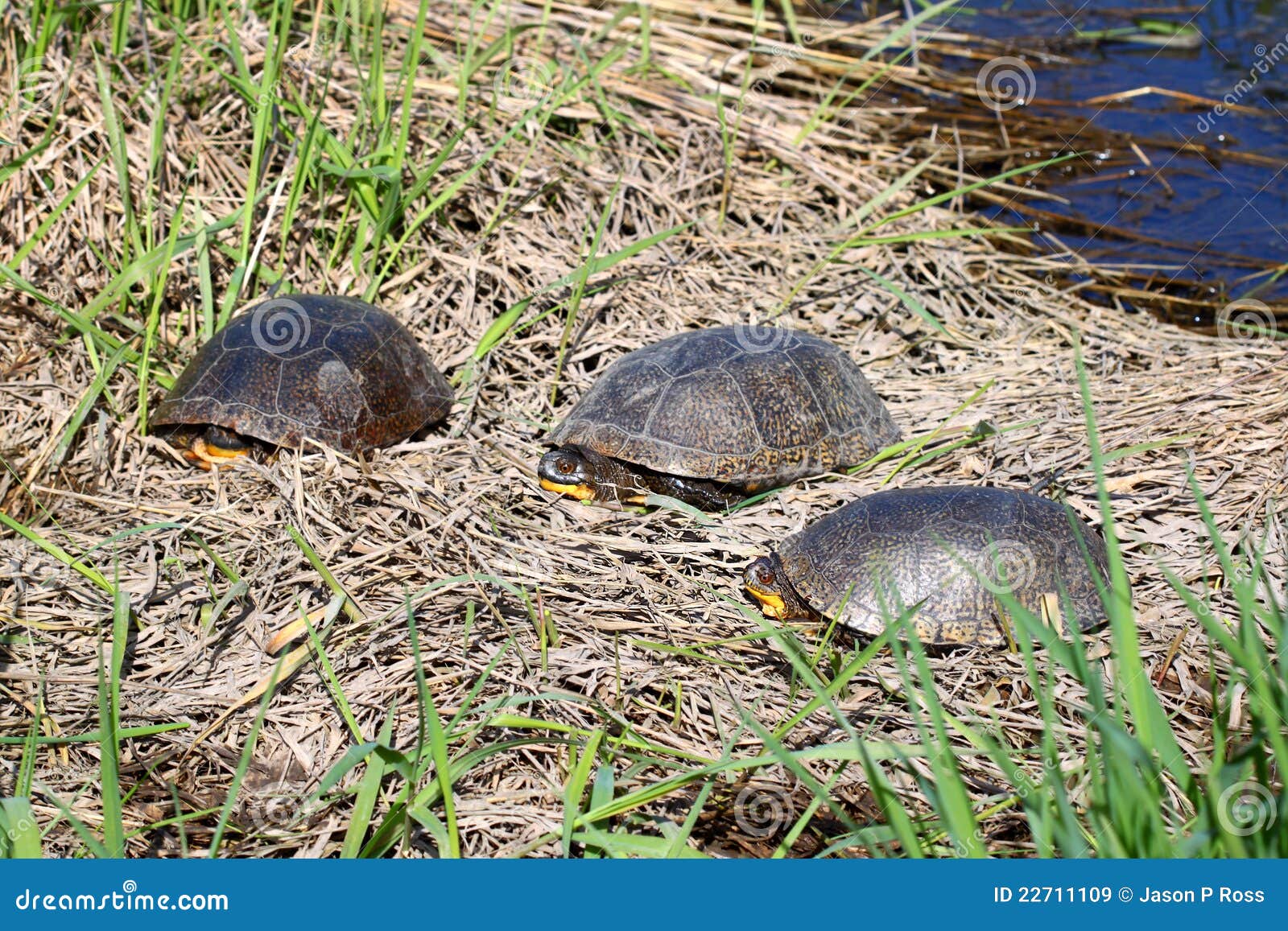 Blandings Turtles Basking stock image. Image of cute - 22711109