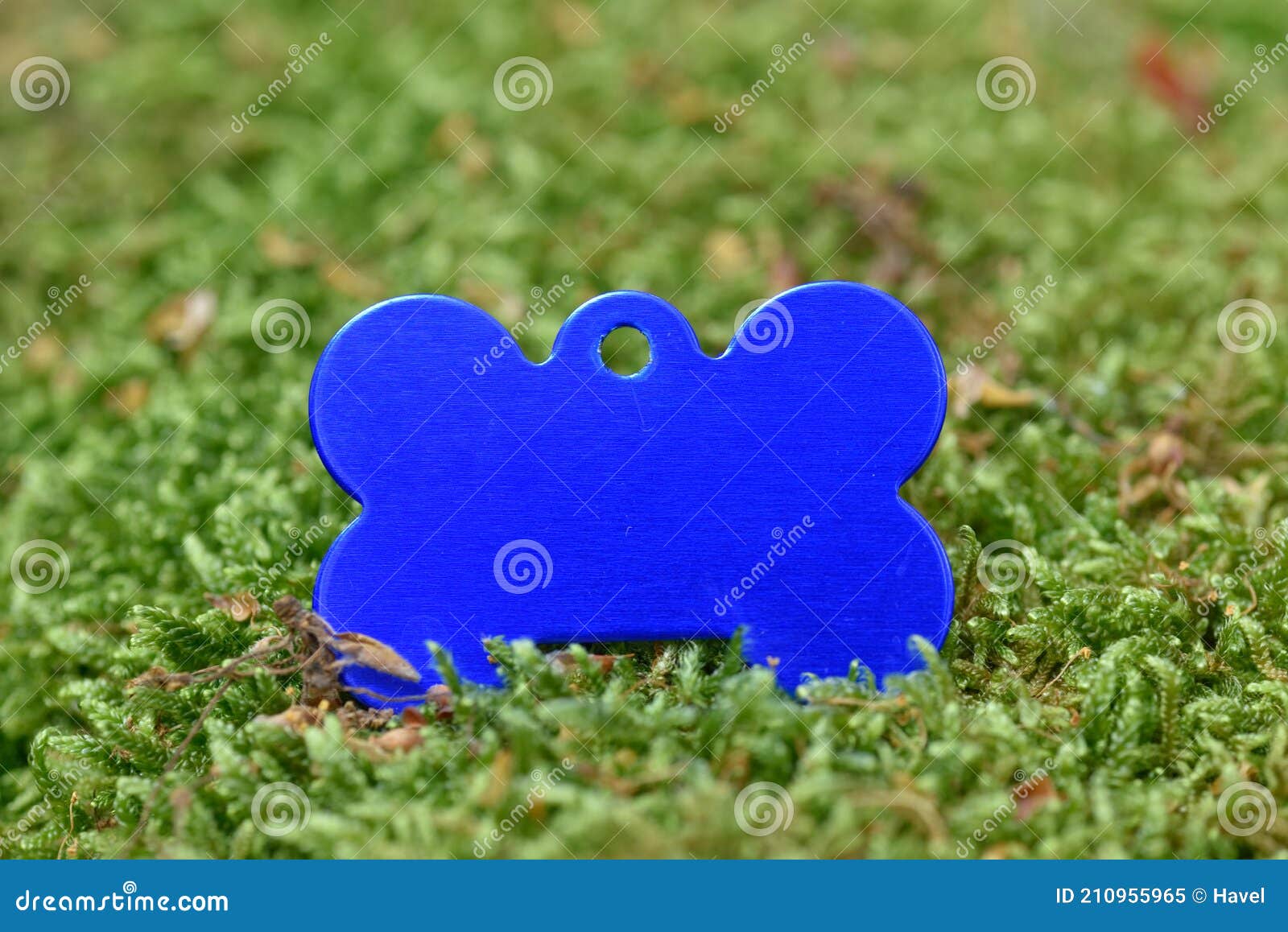 Blank Blue Dog Tag on the Green Grass Stock Image - Image of silver ...