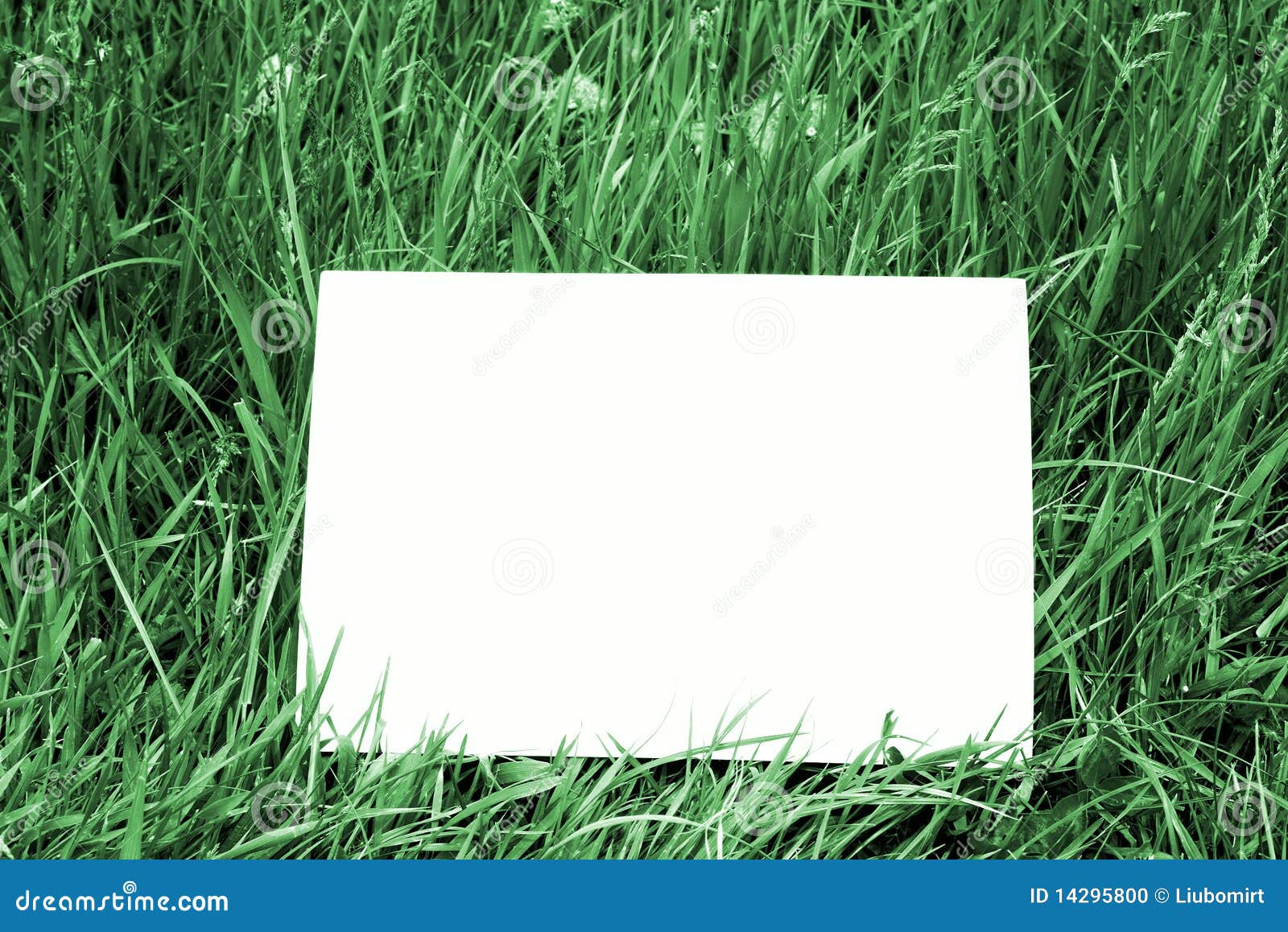 Blank Card in Dark Green Grass Stock Photo - Image of outdoor, paper ...