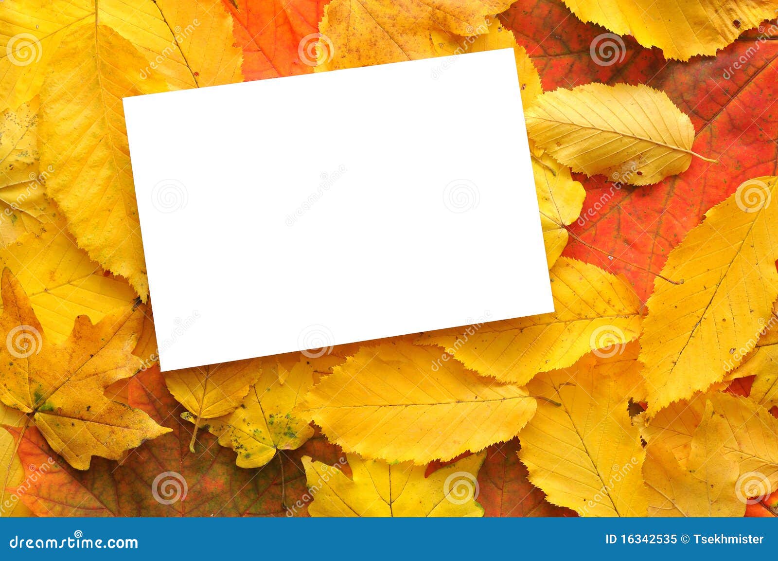 Blank Card with Fall Leaves Stock Illustration - Illustration of ...