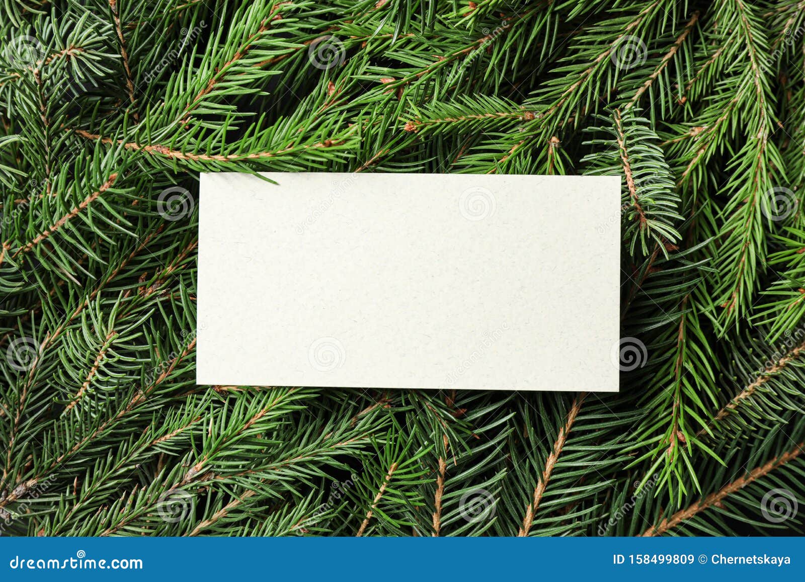 Blank Card on Fir Tree Branches. Space for Text Stock Image - Image of ...