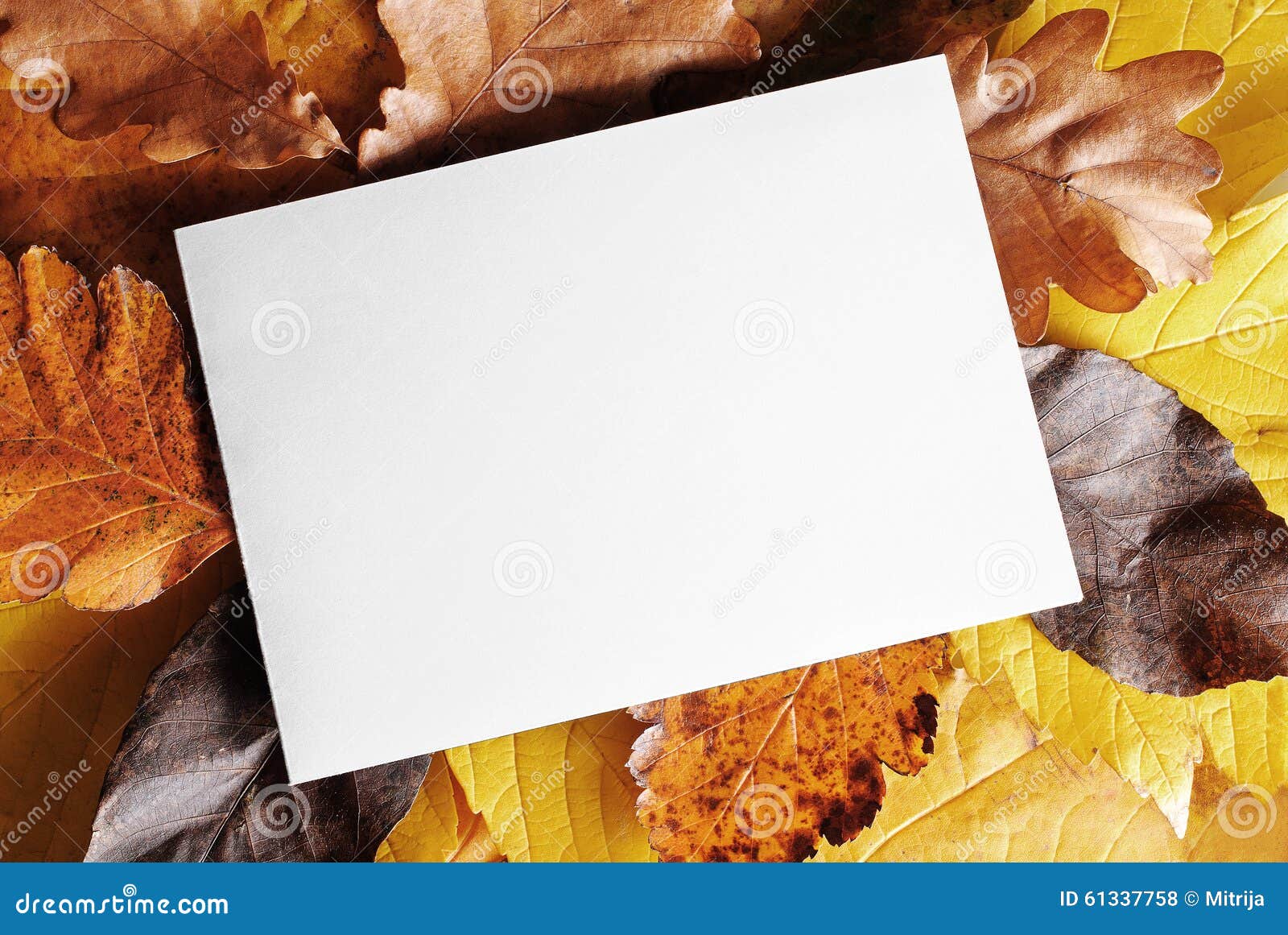 Blank Card Over Autumn Leaves Stock Photo - Image of holiday, thank ...
