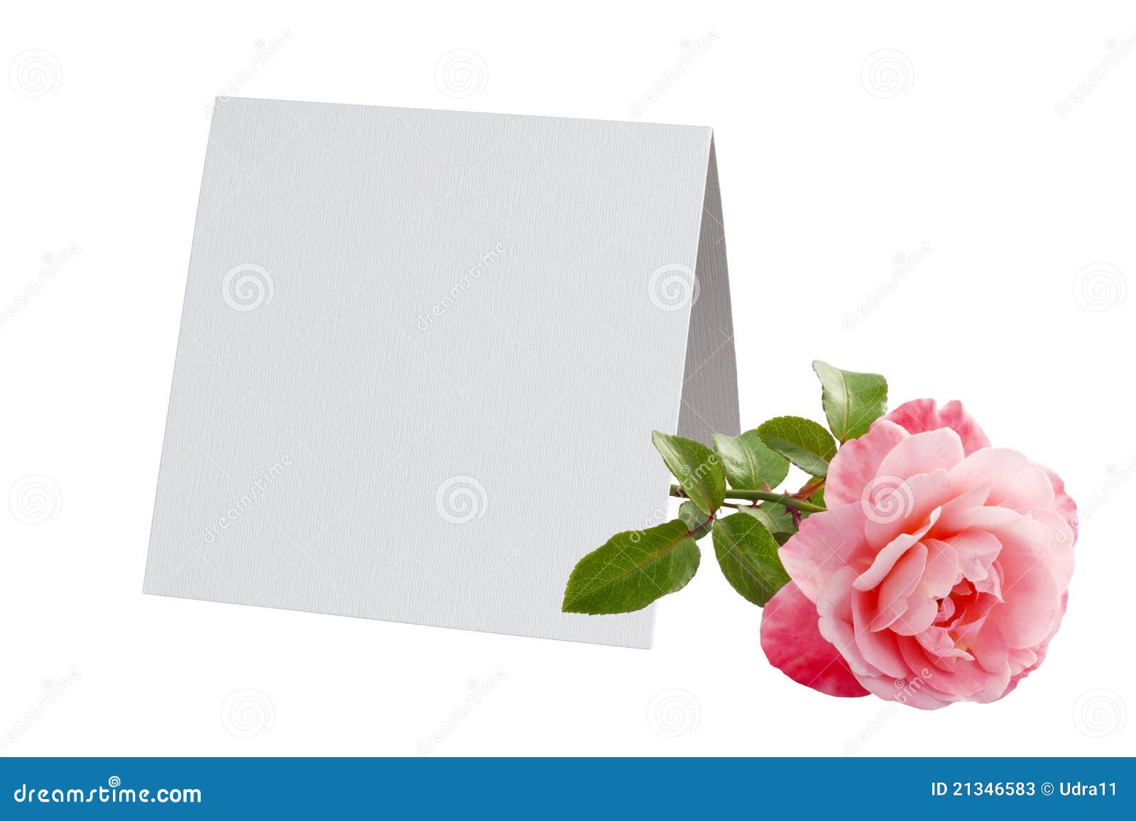 Blank card and pink rose stock image. Image of gift, seating - 21346583