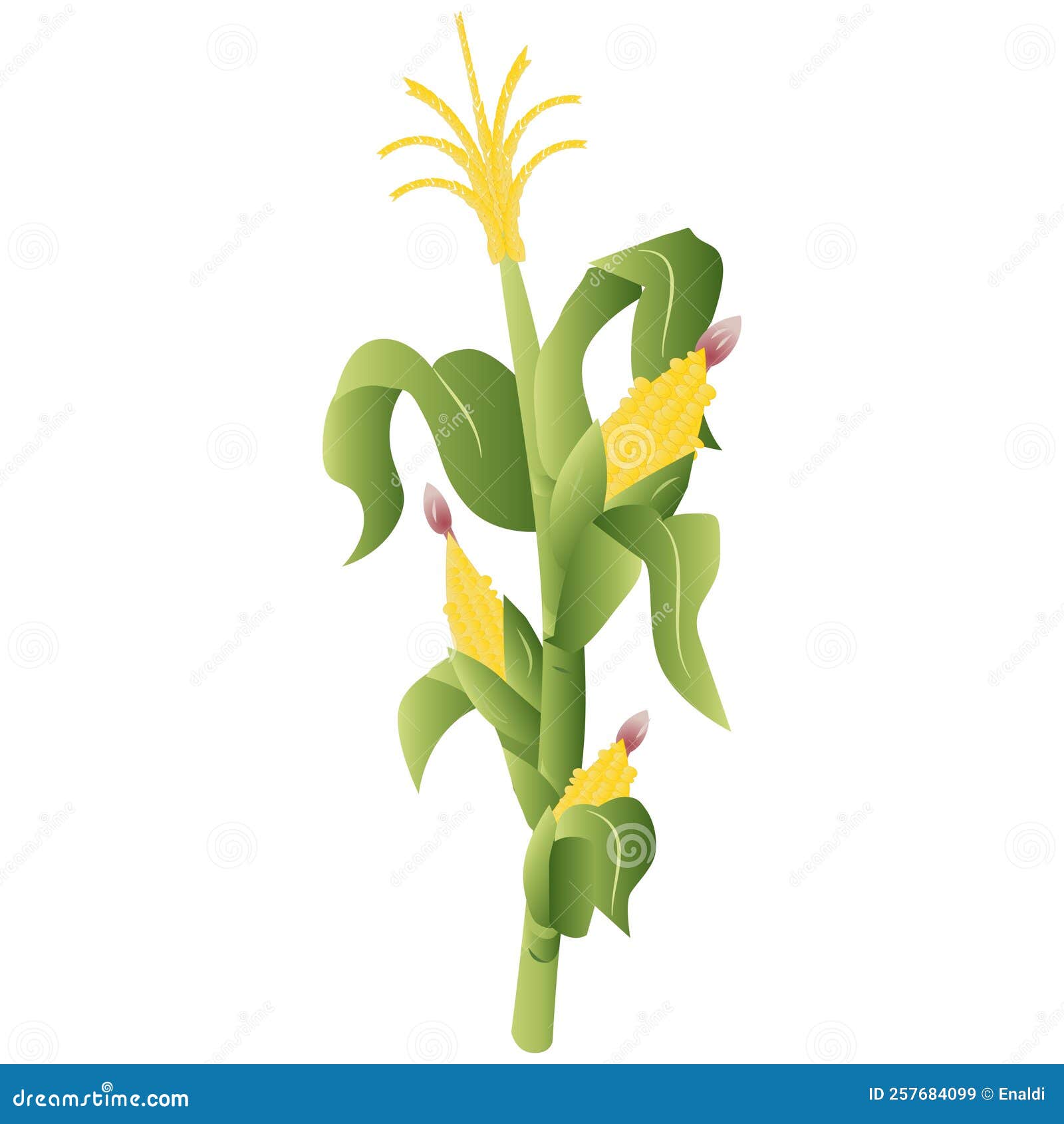 3D Realistic Corn Plant Vector Illustration Stock Vector - Illustration ...