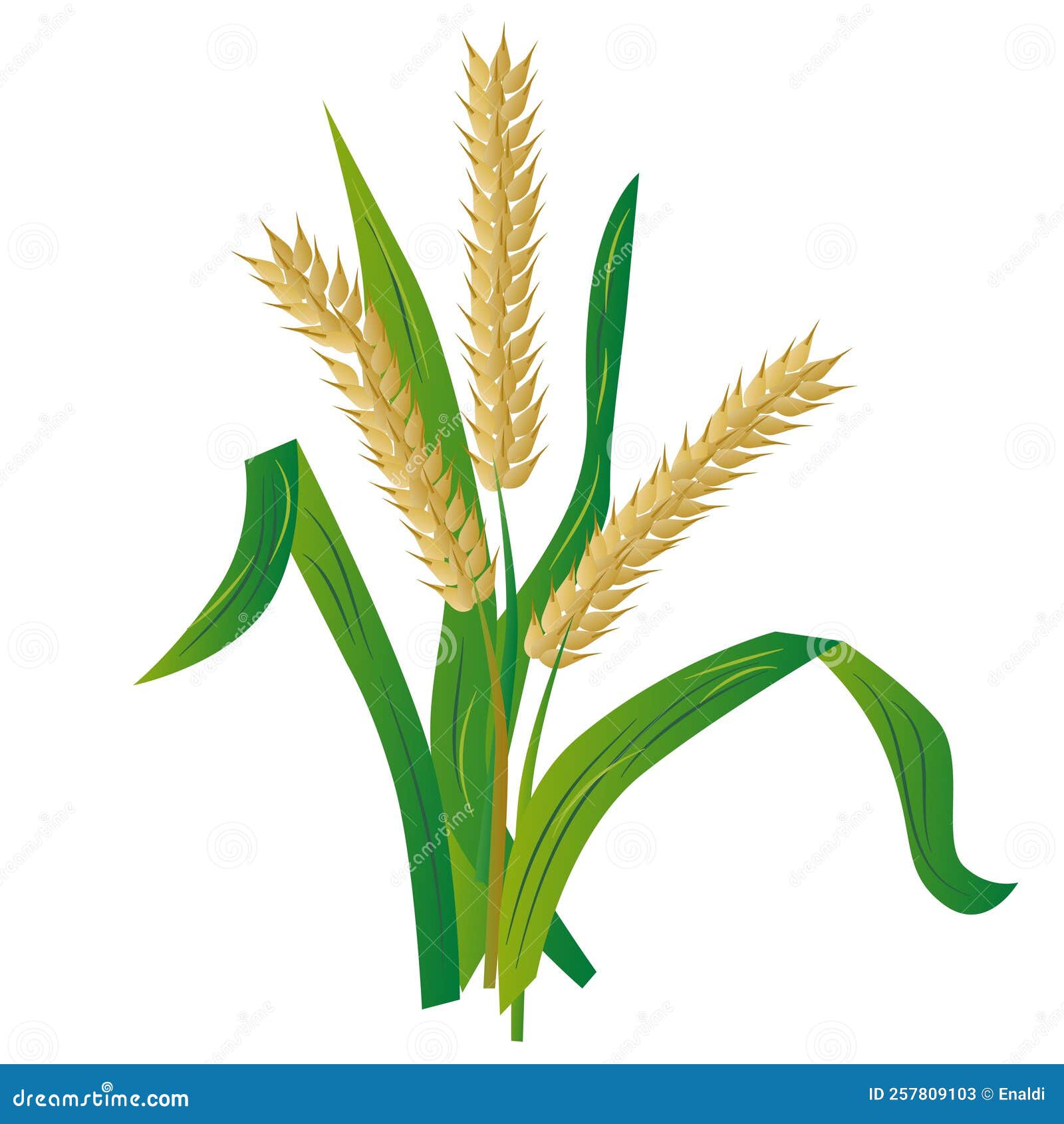 3D Realistic Wheat Plant Drawing and Vector Illustration Stock Vector ...