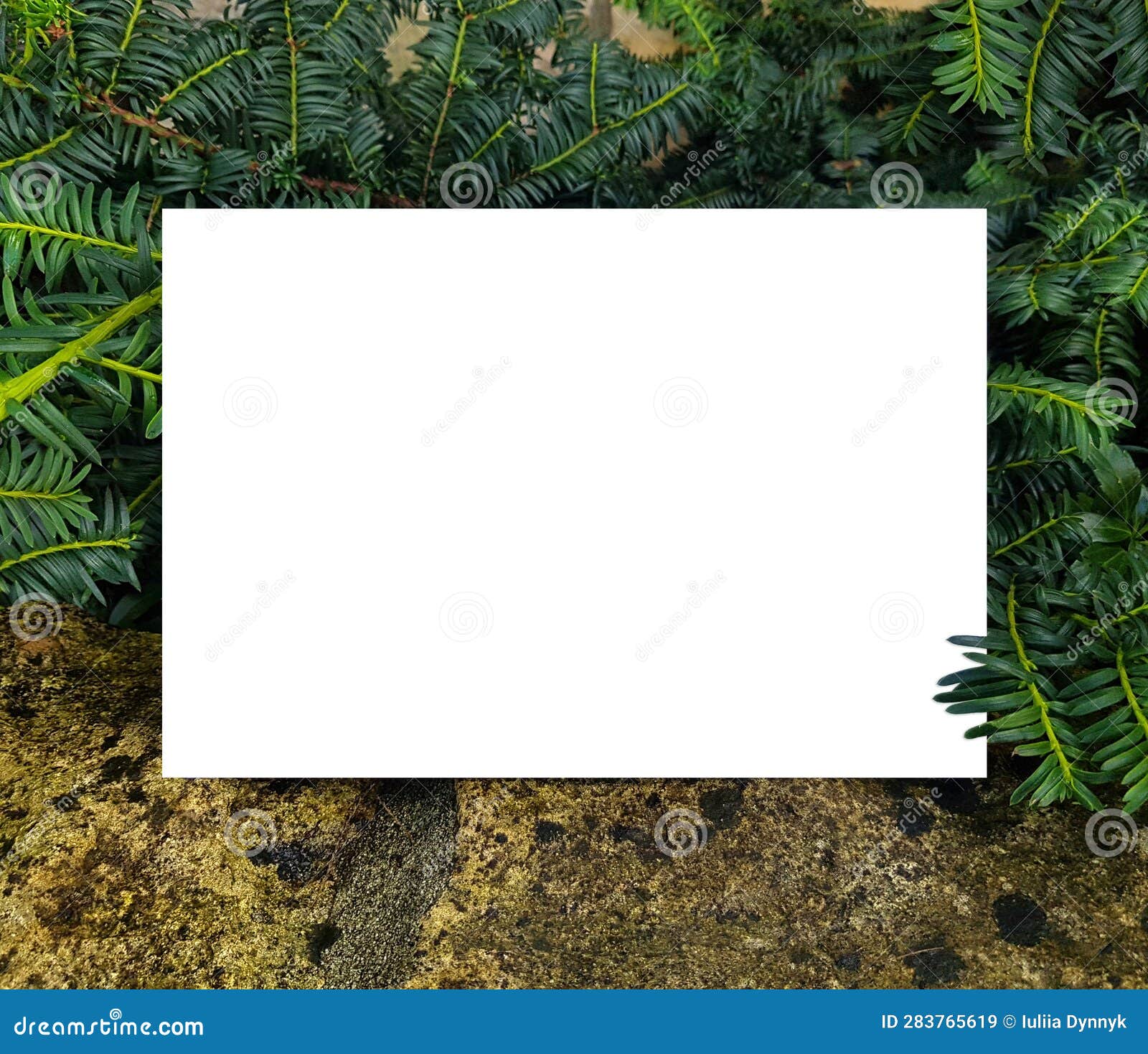 Blank Framework for Photo or Congratulation on Christmas with Pine Tree and Stone. Stock Image ...