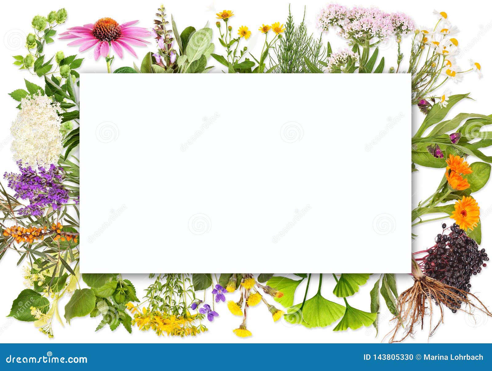 Blank Label with Medical Plants Stock Photo - Image of flowers, healing ...