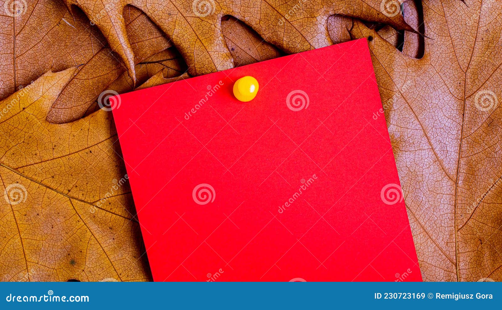 Blank Note on a Notice Board. Autumn Background with Leaves Stock Image ...