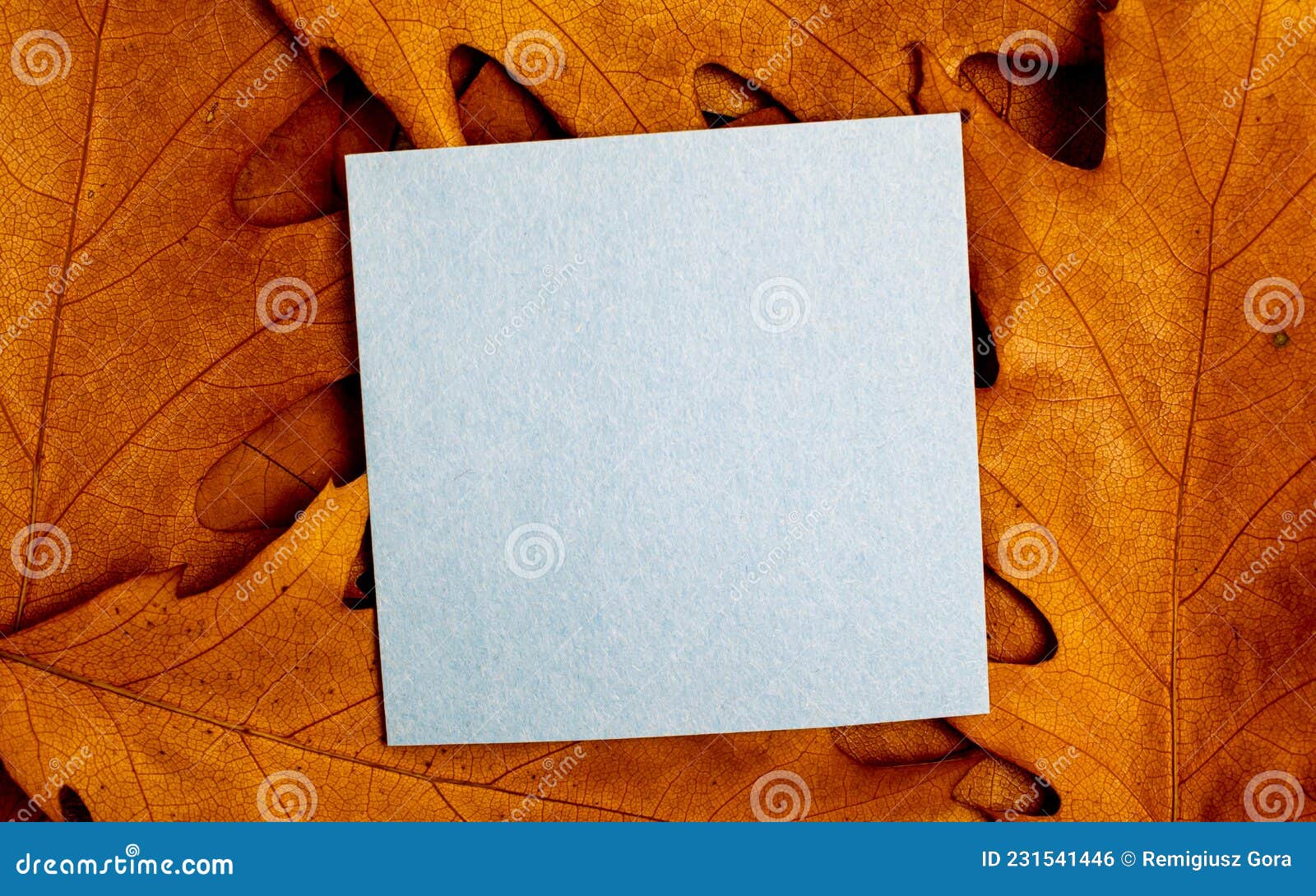 Blank Note on a Notice Board. Autumn Background with Leaves Stock Photo ...