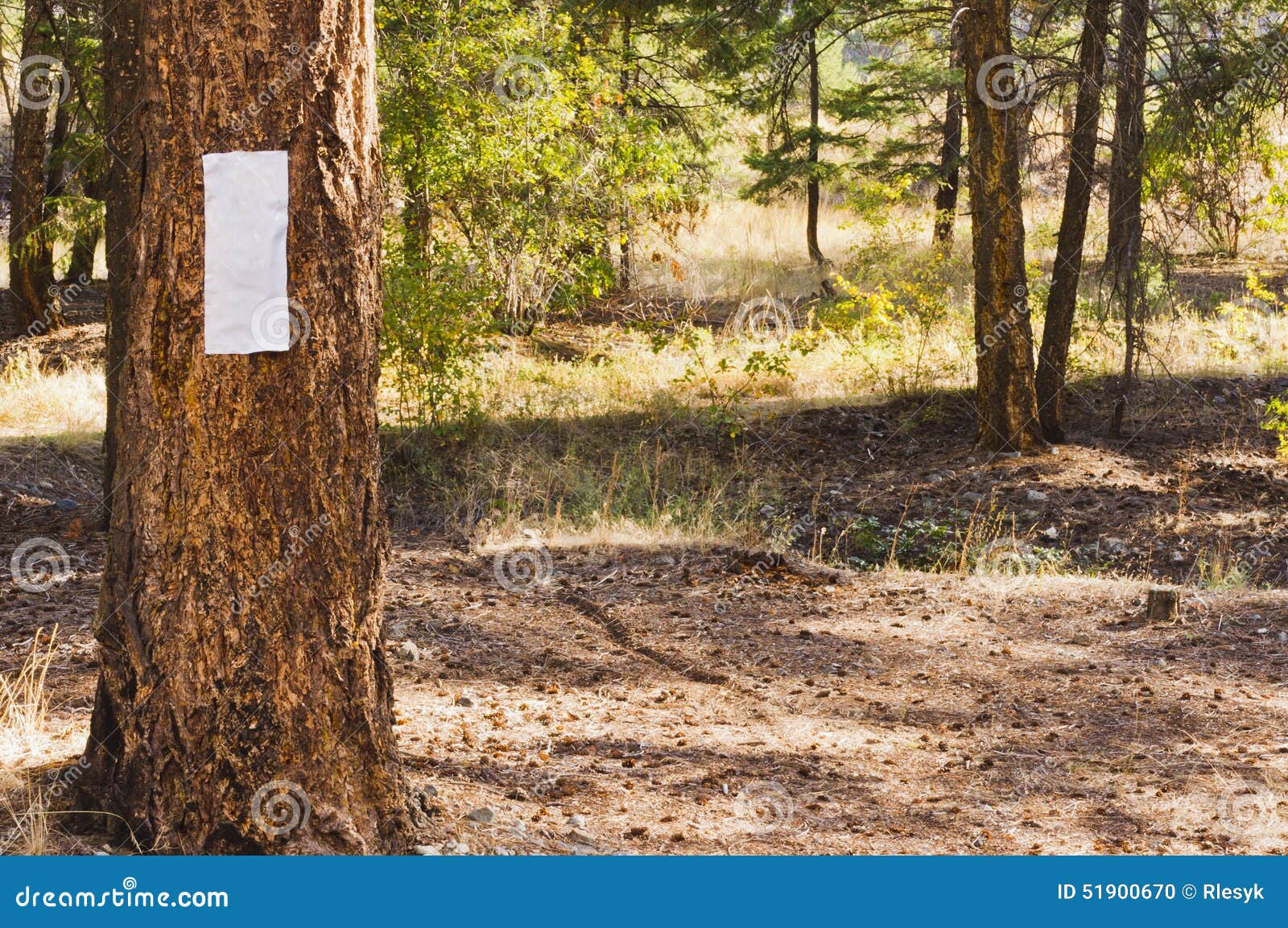 Blank notice on tree trunk stock photo. Image of notice - 51900670