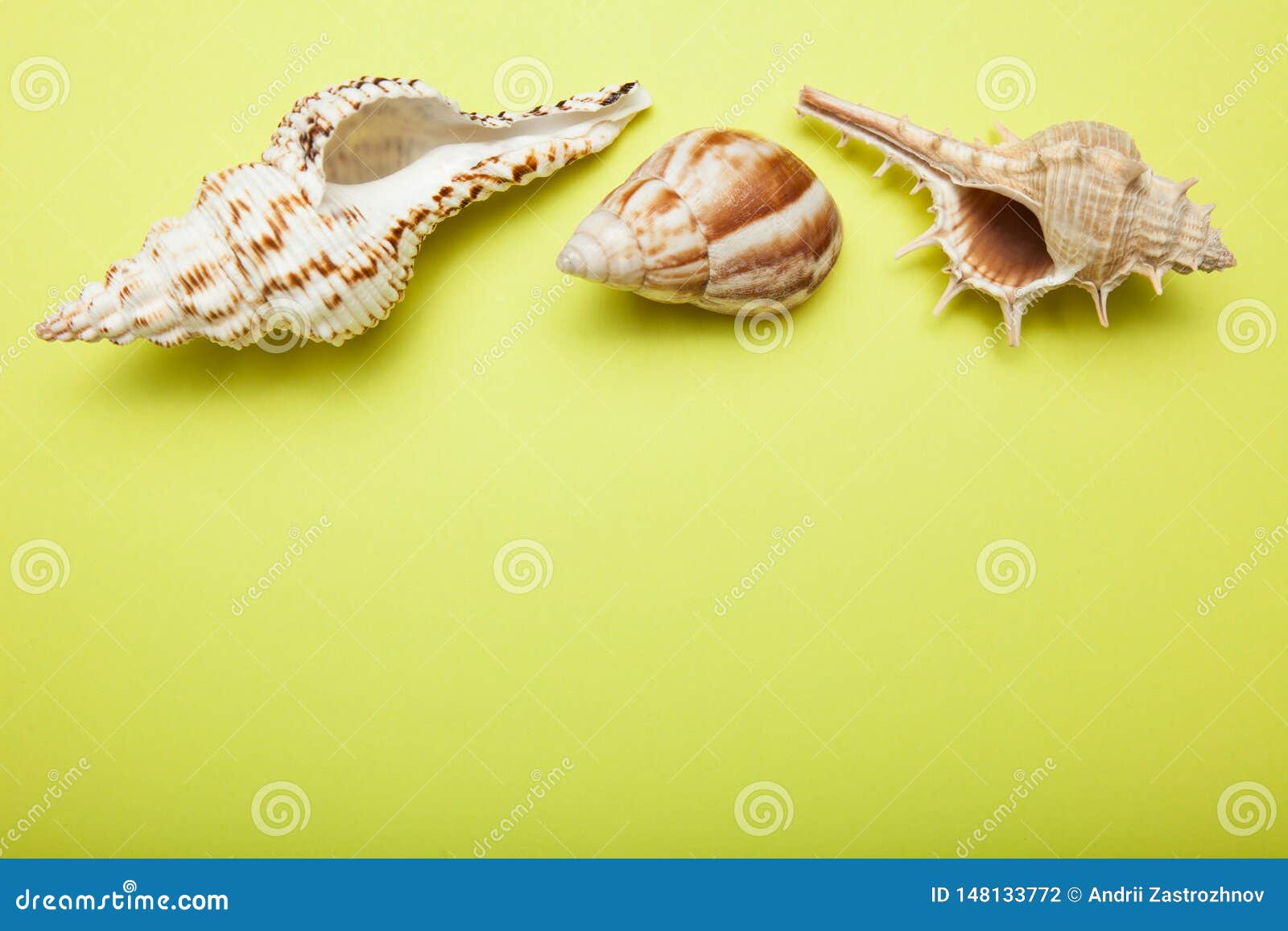 Blank Paper Card and Seashells on Yellow Background. Copy Space Stock ...