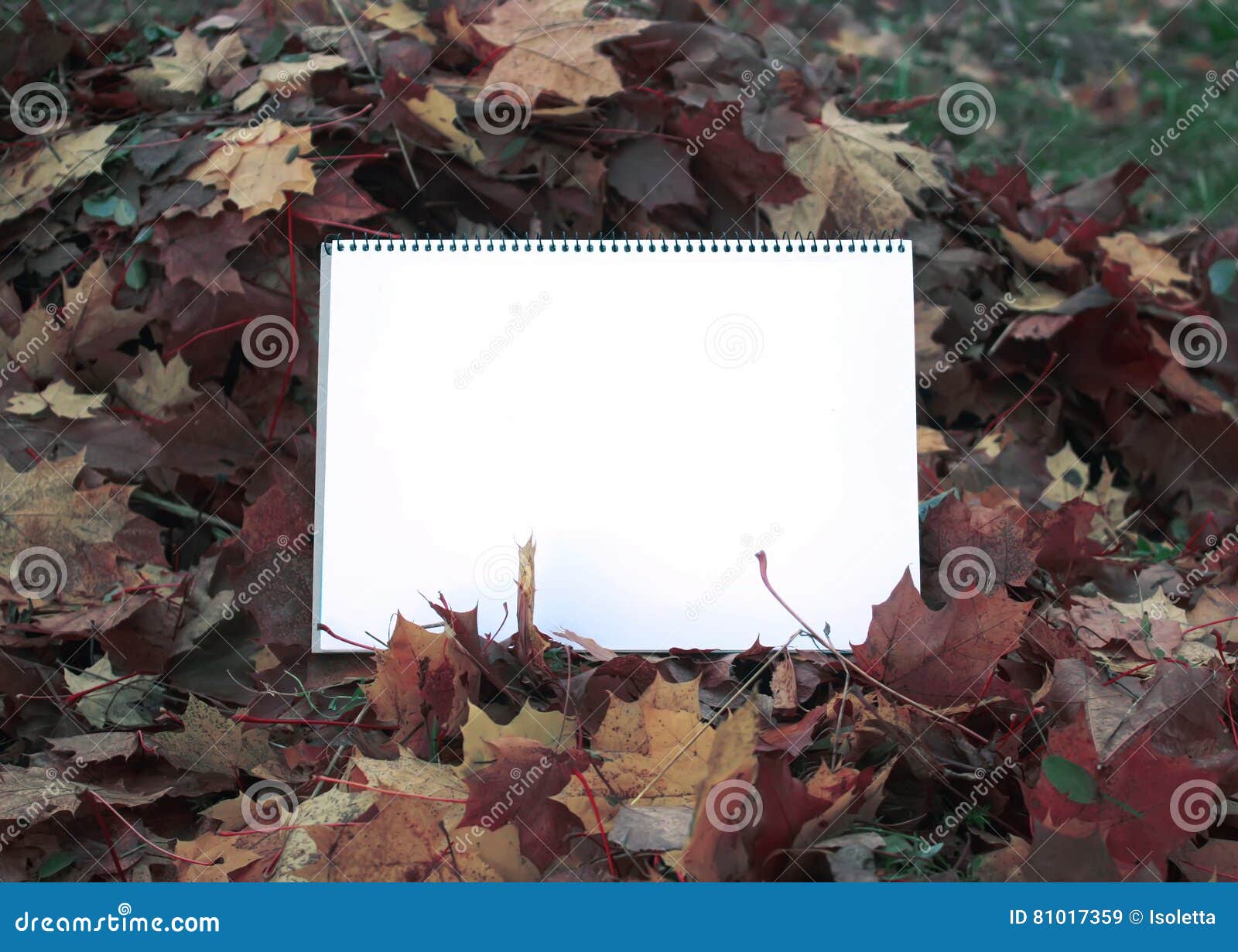 Blank paper on fall leaves stock illustration. Illustration of ...