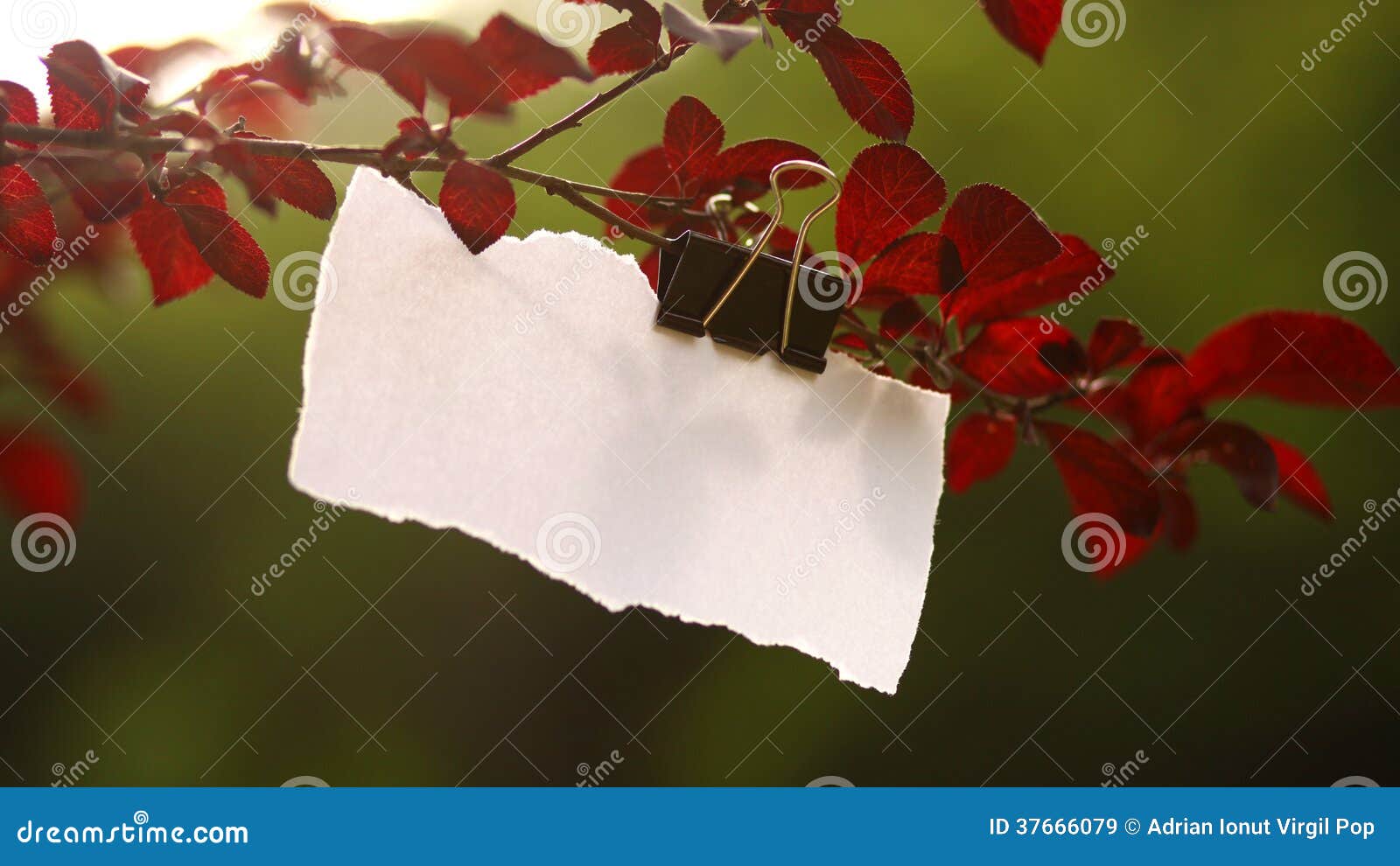 Blank paper for message stock image. Image of forest - 37666079