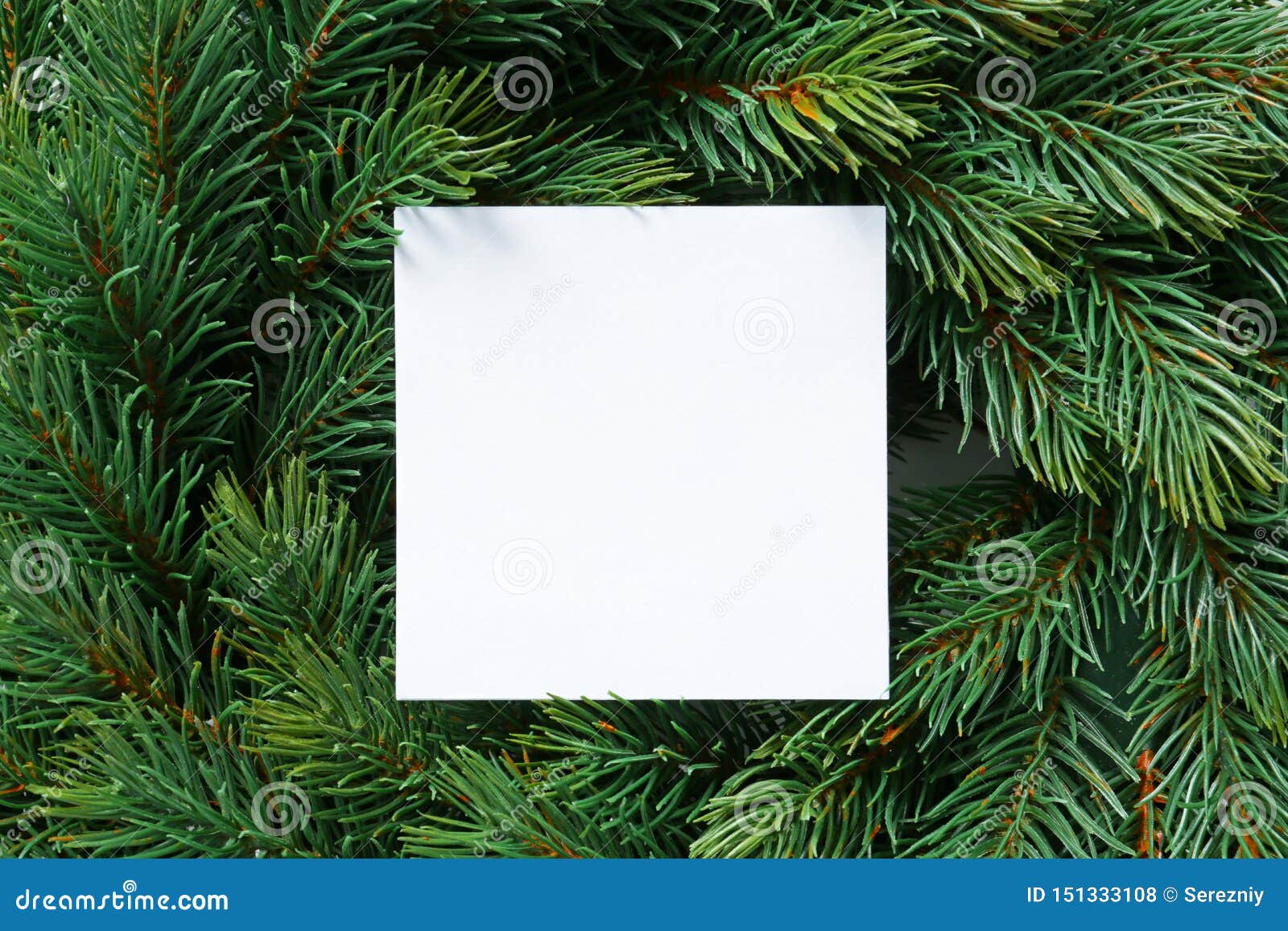 Blank Paper Sheet with Fir Tree Branches Stock Photo - Image of white ...