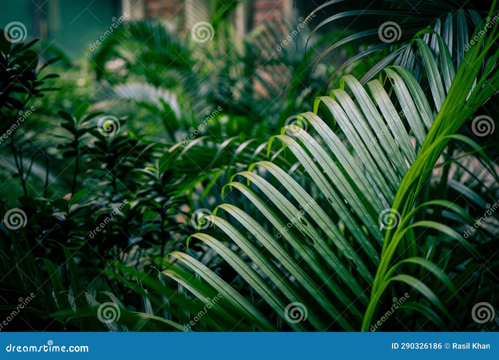 Green Leaf Texture. Natural Jungle Background Stock Photo - Image of ...