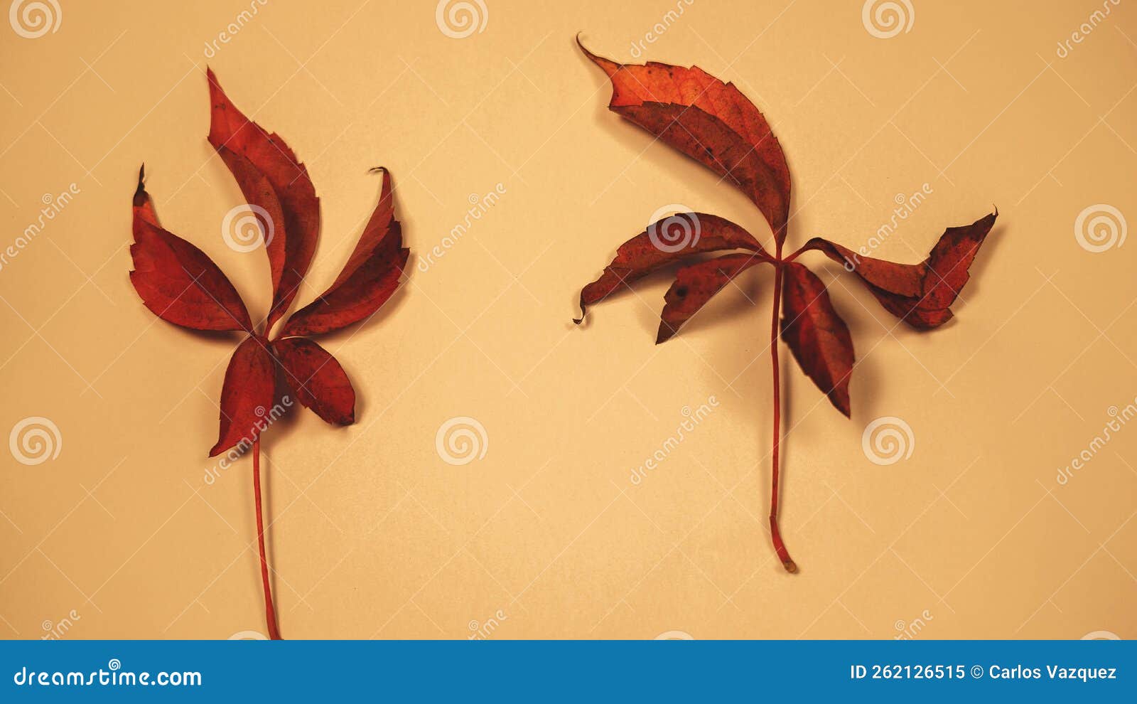 Blank red sheets stock image. Image of natural, nature - 262126515