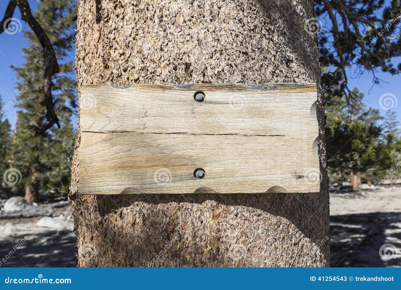 Blank Rustic Wood Sign on Tree Stock Image - Image of background, pine ...