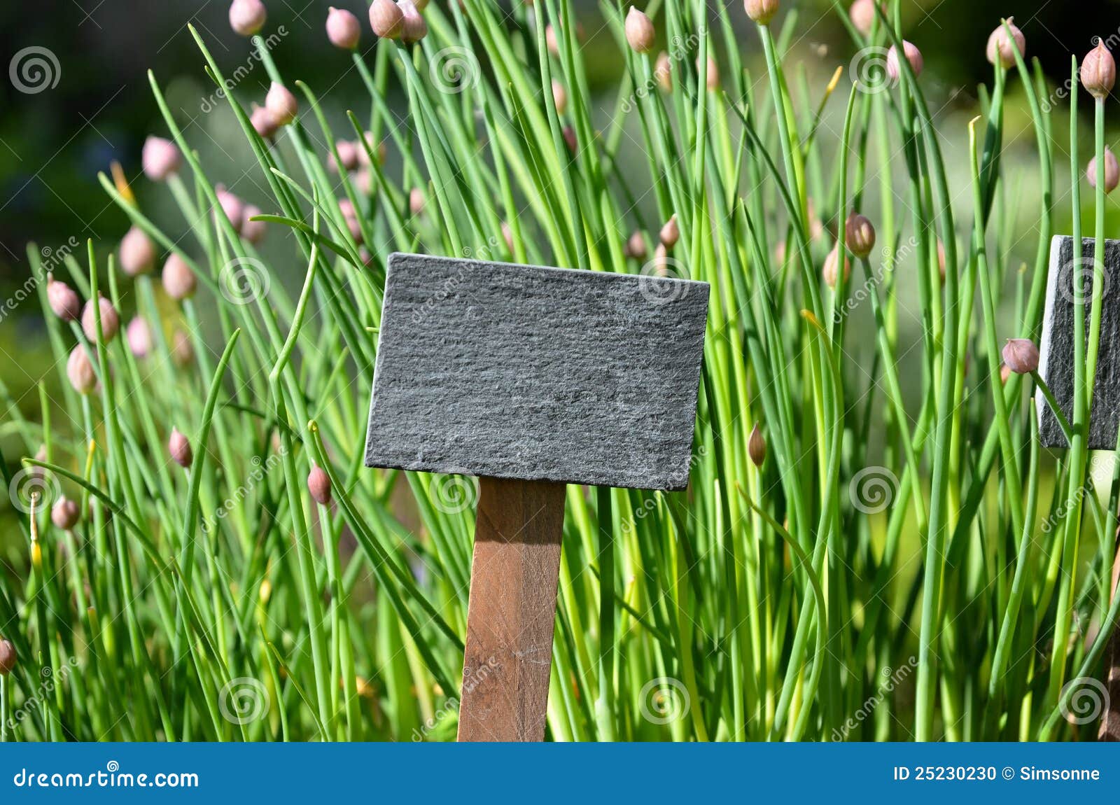 Blank sign and flowers stock photo. Image of rustic, sign - 25230230