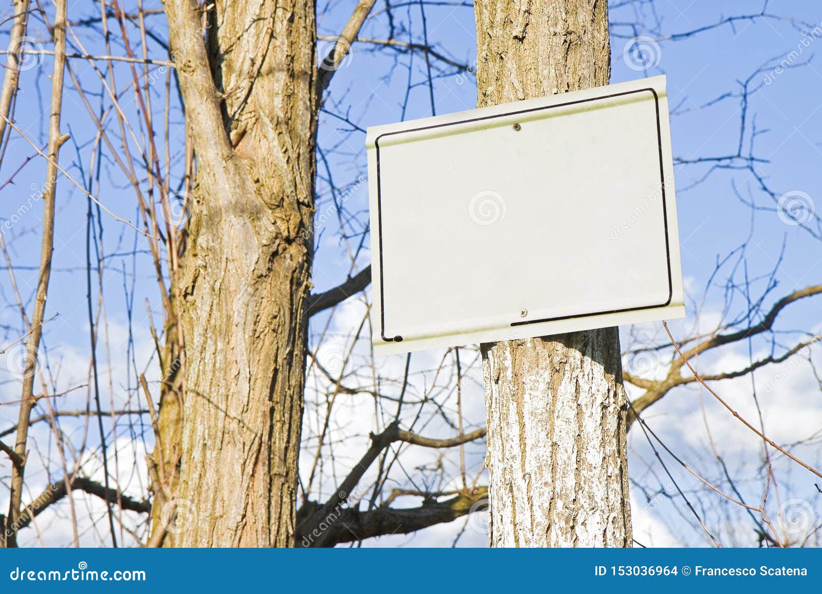 Blank Sign Indicating Hanging on the Tree Trunk Against a Blue Sky ...