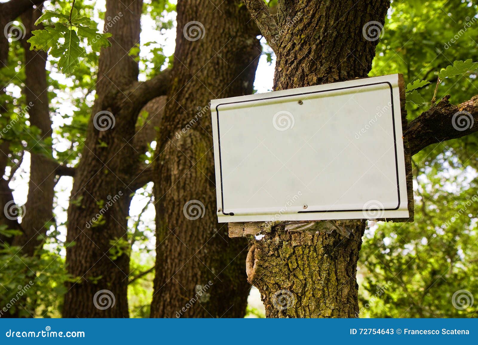 Blank Sign Indicating Hanging on the Tree Trunk Stock Image - Image of ...