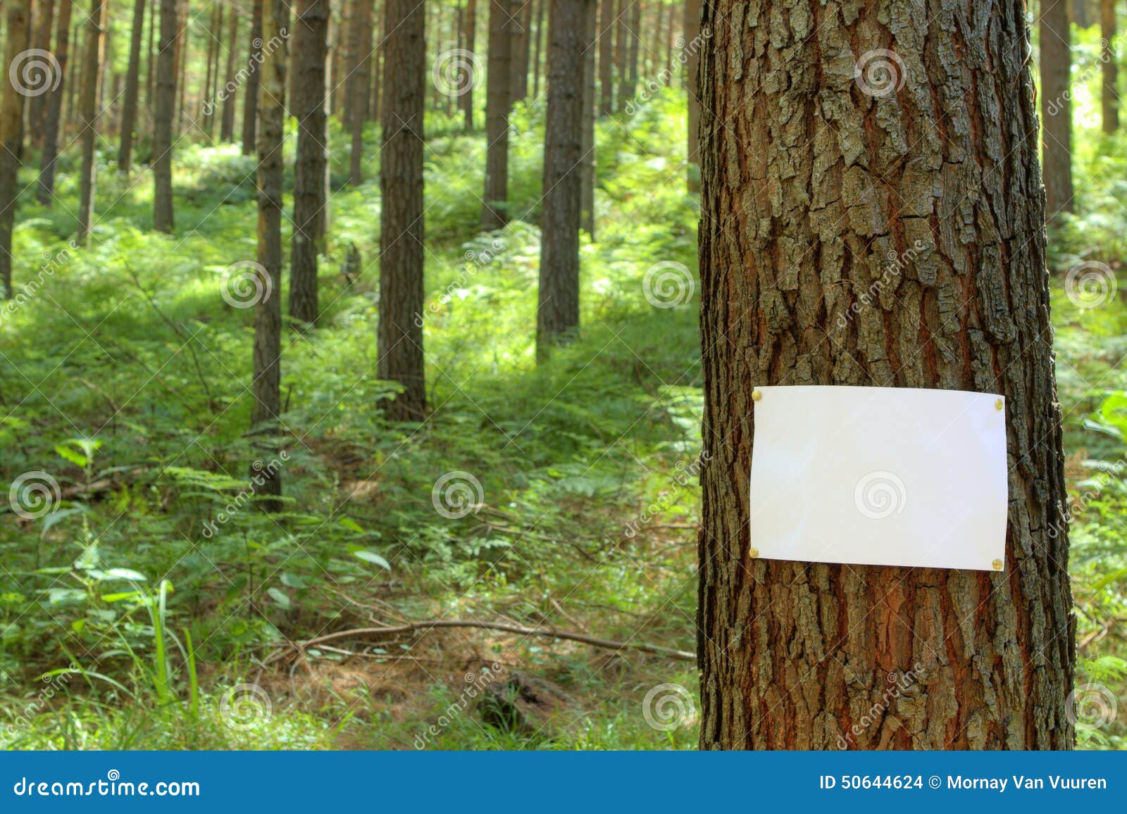 Blank sign on a tree stock photo. Image of plant, recycle - 50644624
