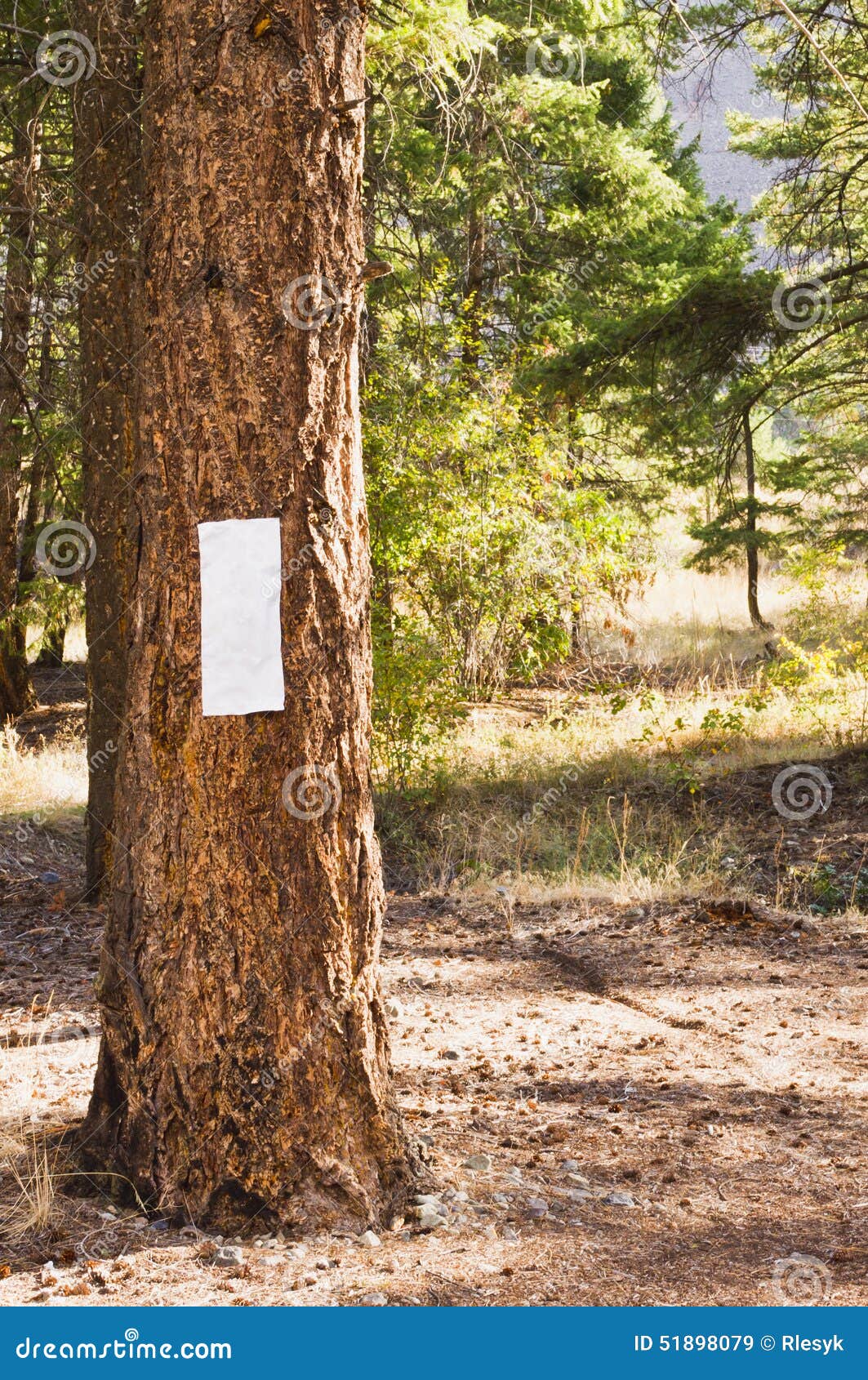 Blank Sign on Tree in the Forest Stock Image - Image of trees, canada ...